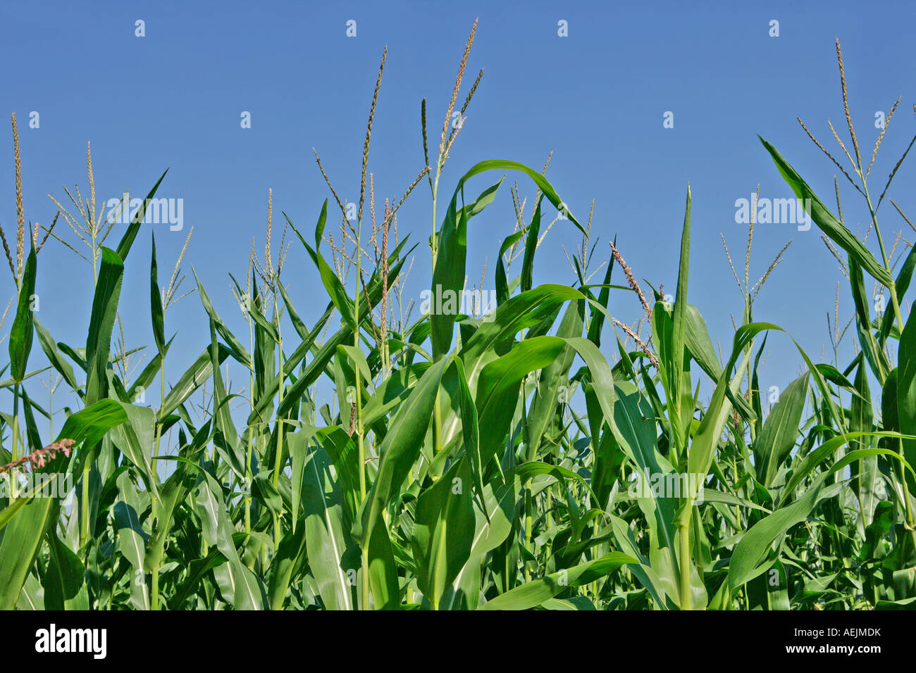 Field ripening sweet corn hi-res stock photography and images - Alamy