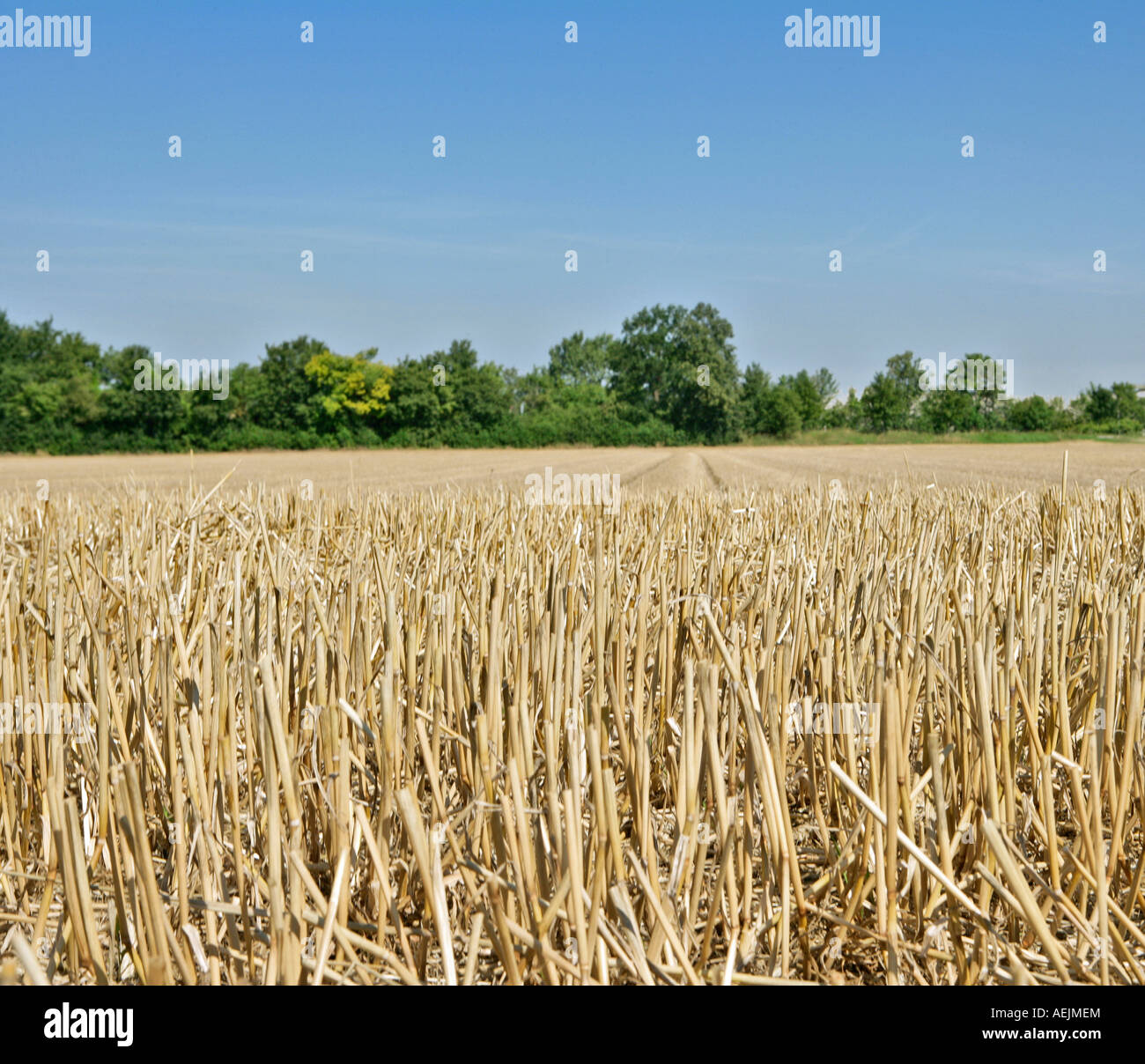 Stubble field cultivation hi-res stock photography and images - Alamy