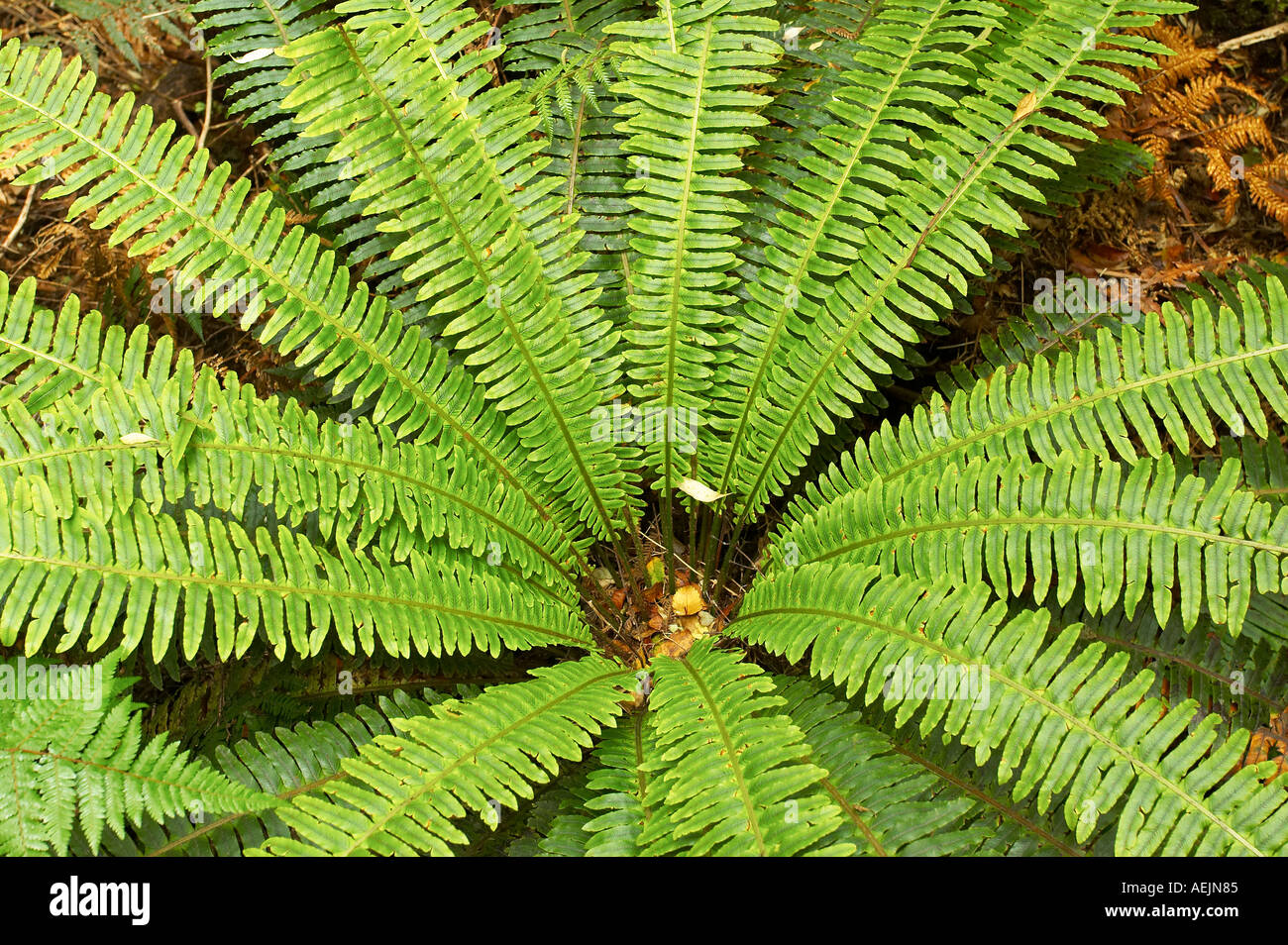 Crown fern hi-res stock photography and images - Alamy
