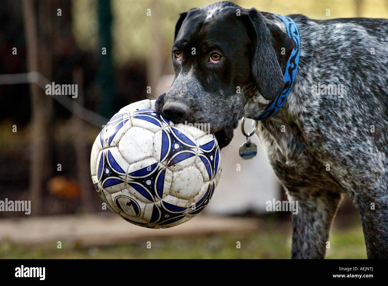 German short-haired pointer having an old football in his mouth Stock ...