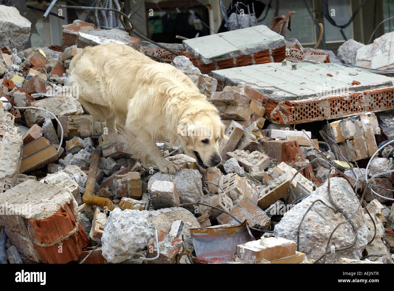 Rescue dogs at a realistic Training in ruins Stock Photo - Alamy