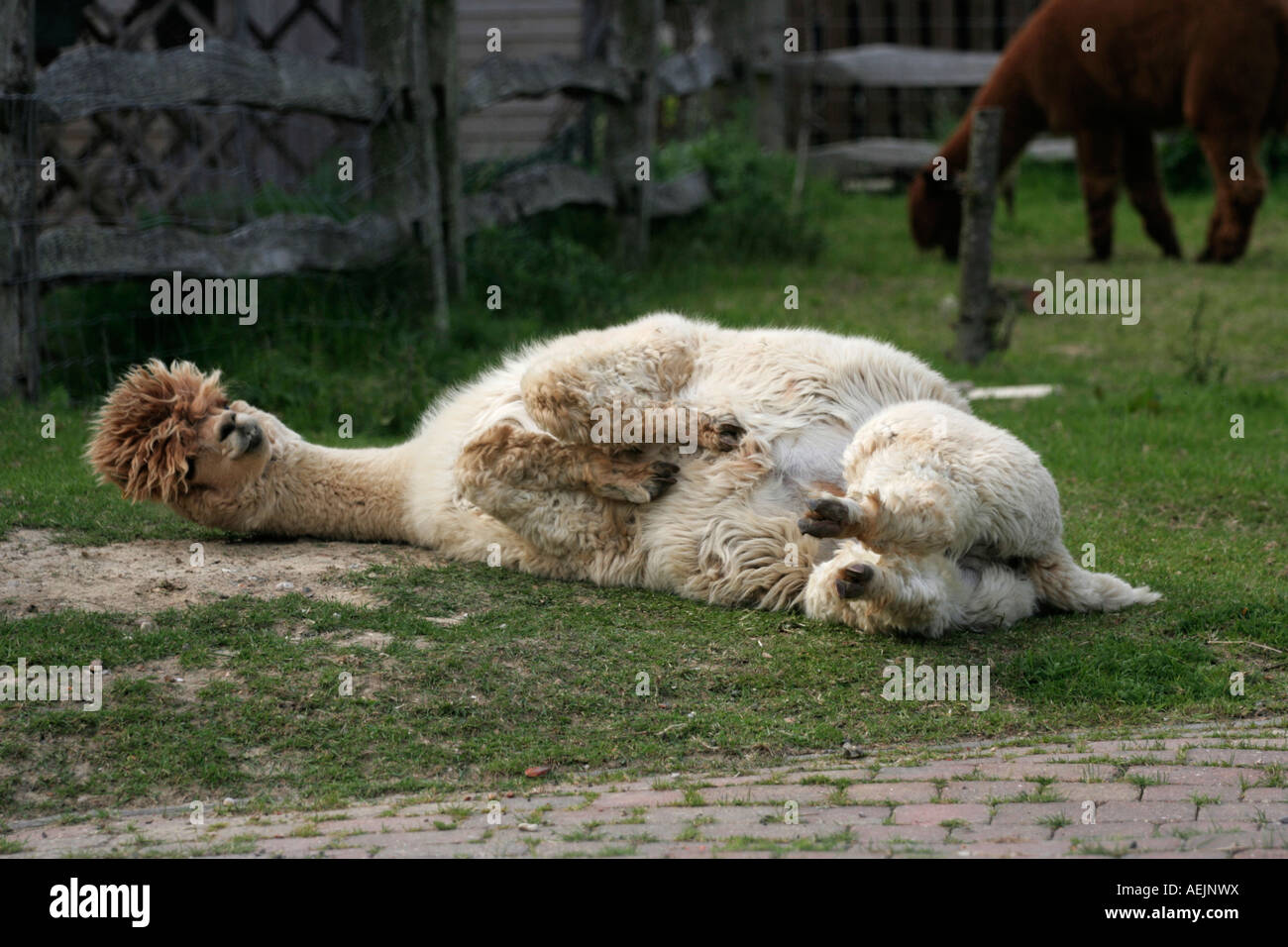 Relaxing llama hi-res stock photography and images - Alamy