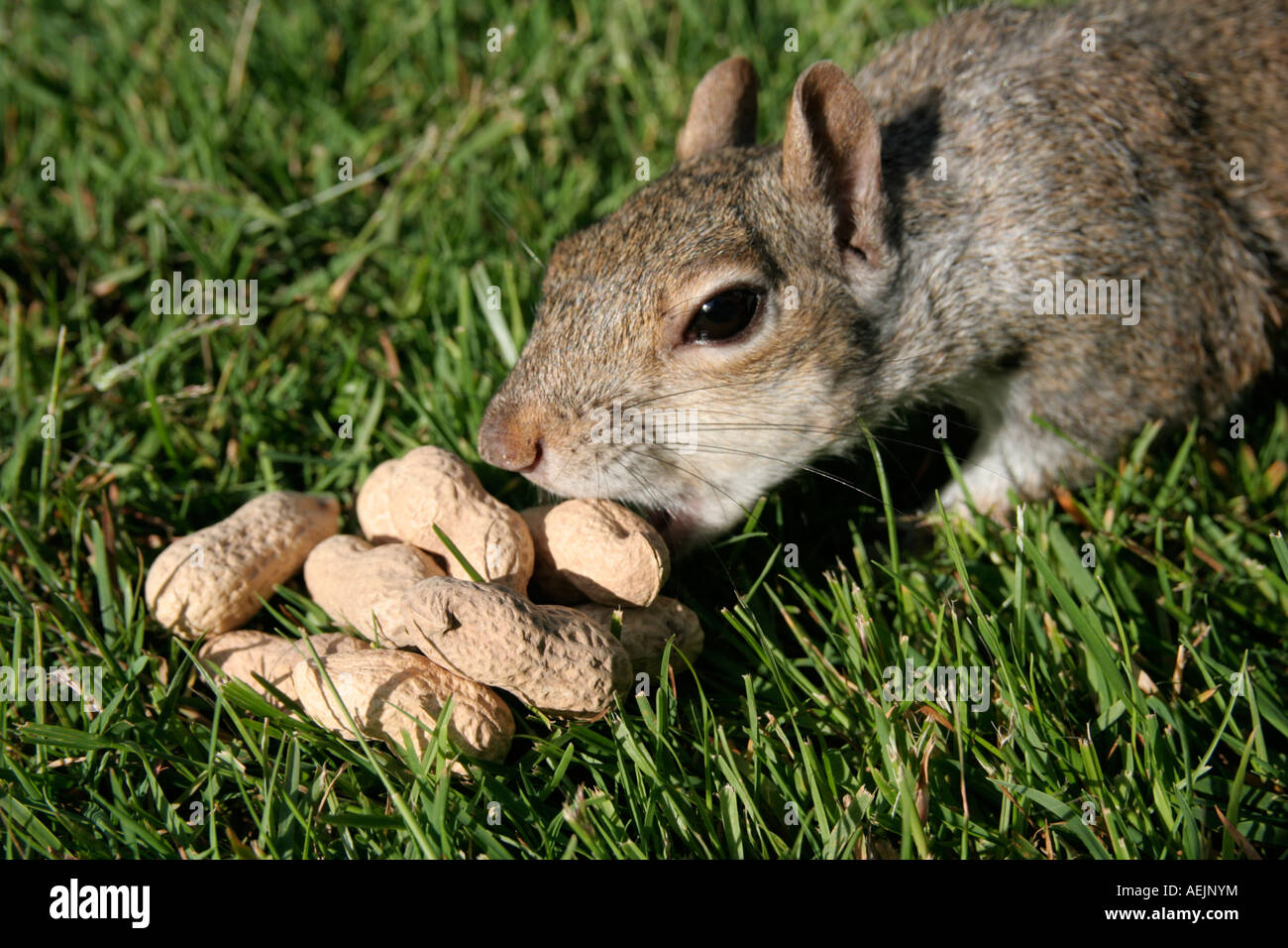 Squirrel with monkey nuts hi-res stock photography and images - Alamy