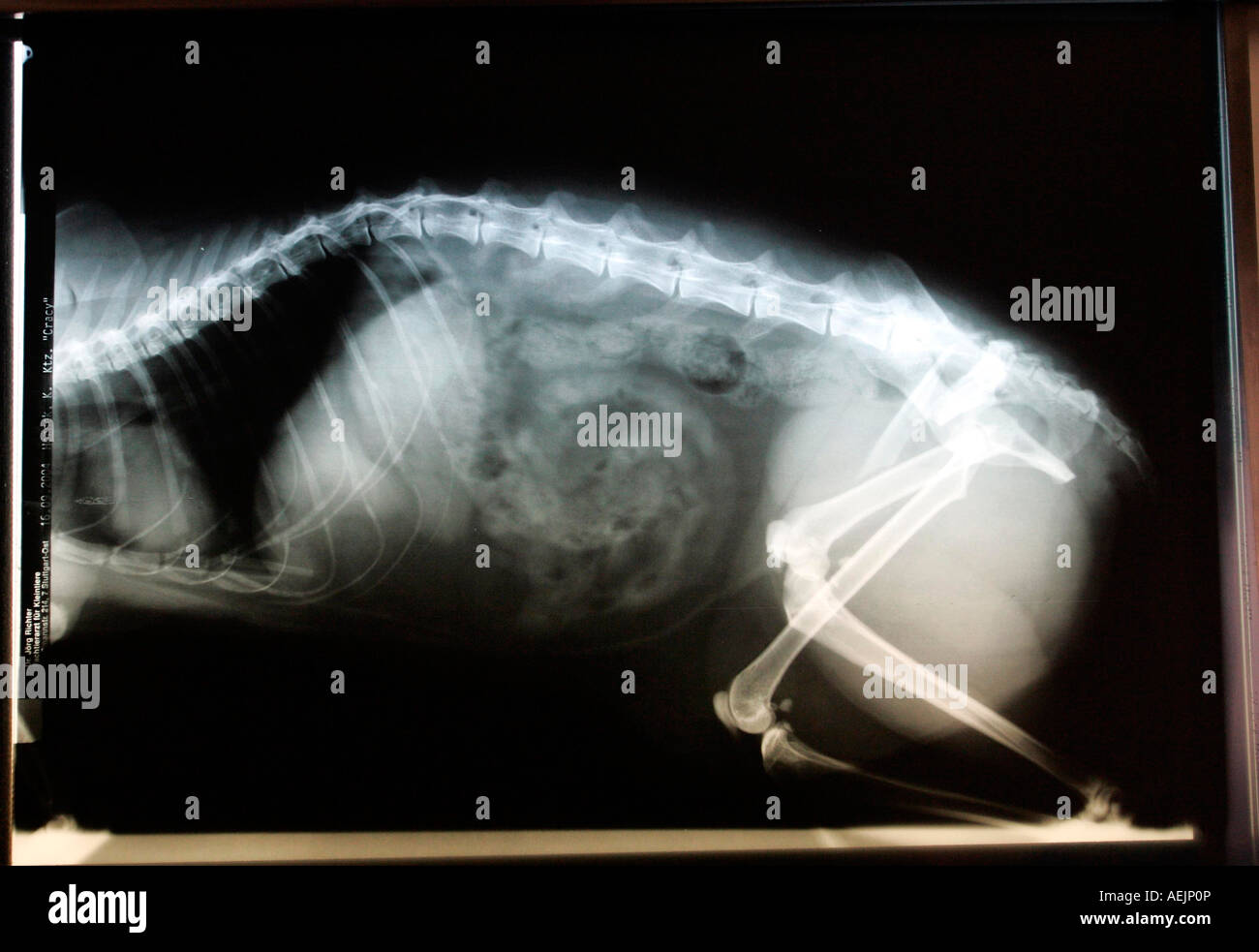 X-ray picture of a cat Stock Photo - Alamy