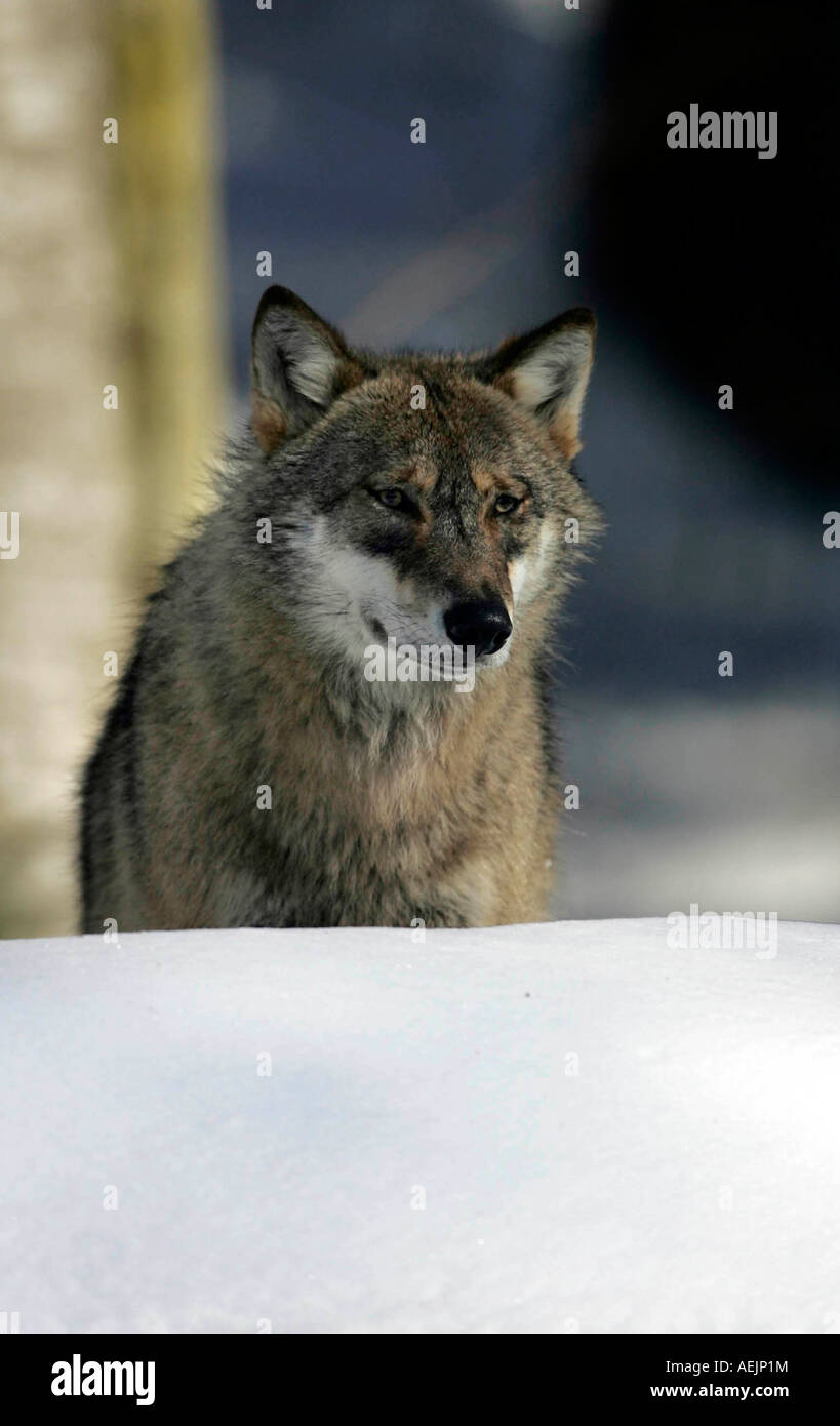 Wolf im wald hi-res stock photography and images - Alamy