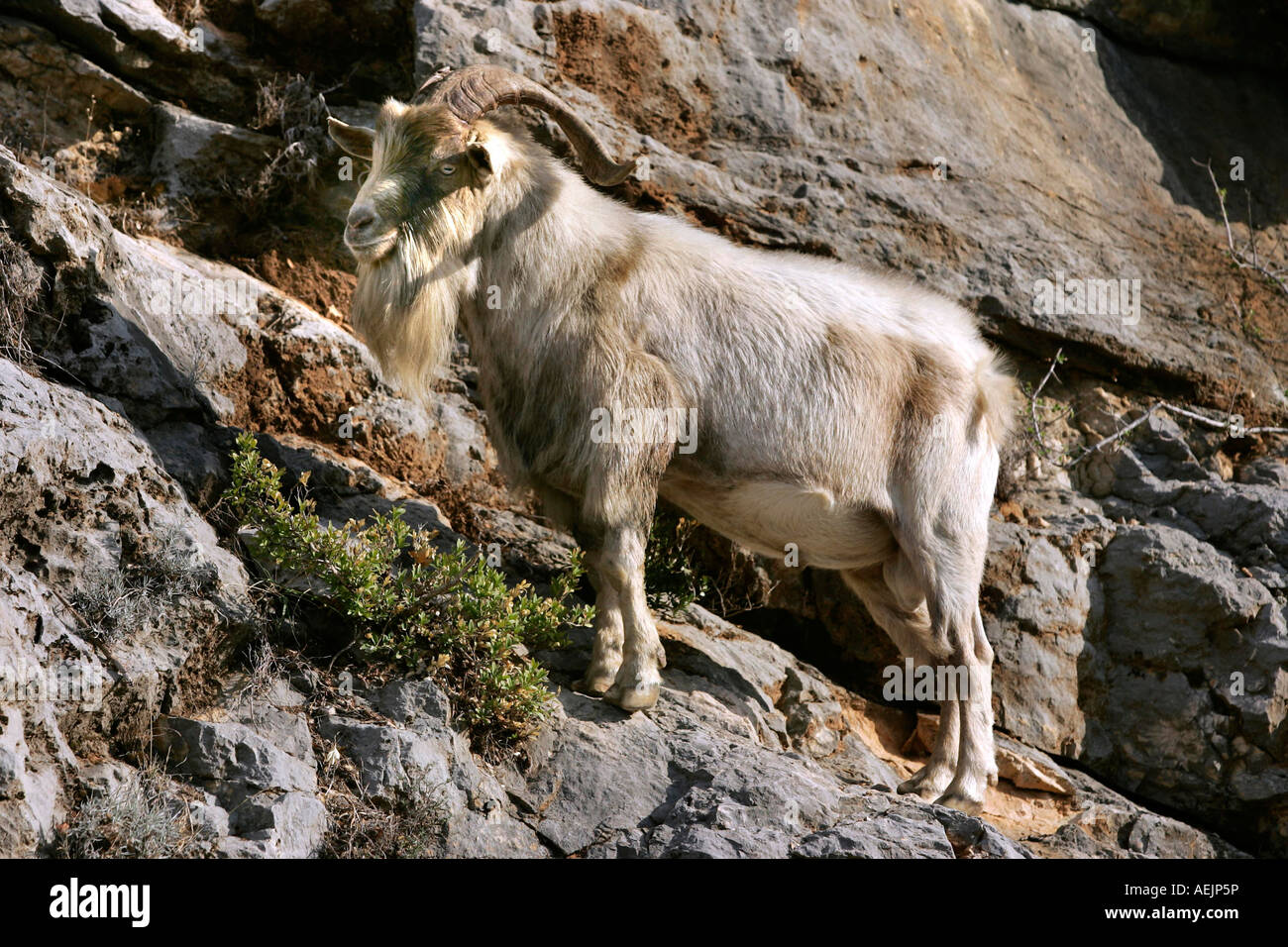 A wild goat, Ardeche Valley, France Stock Photo - Alamy