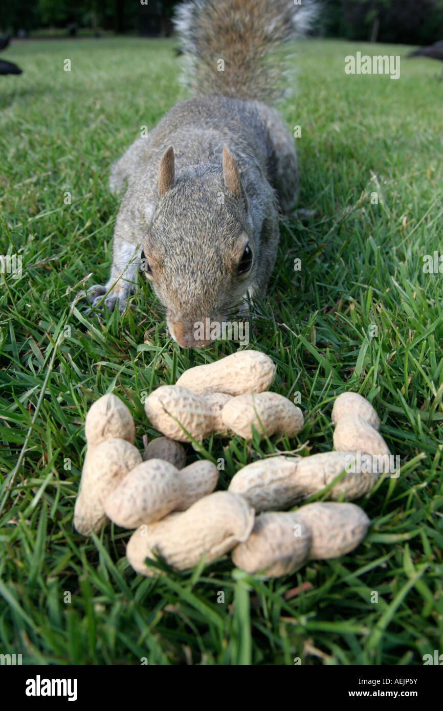 Squirrel & Nuts Stock Photo - Alamy