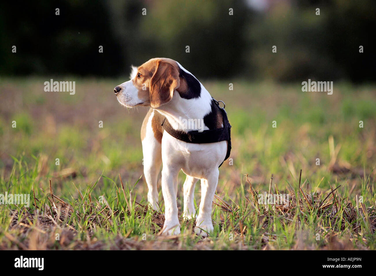 Ein beagle hi-res stock photography and images - Alamy