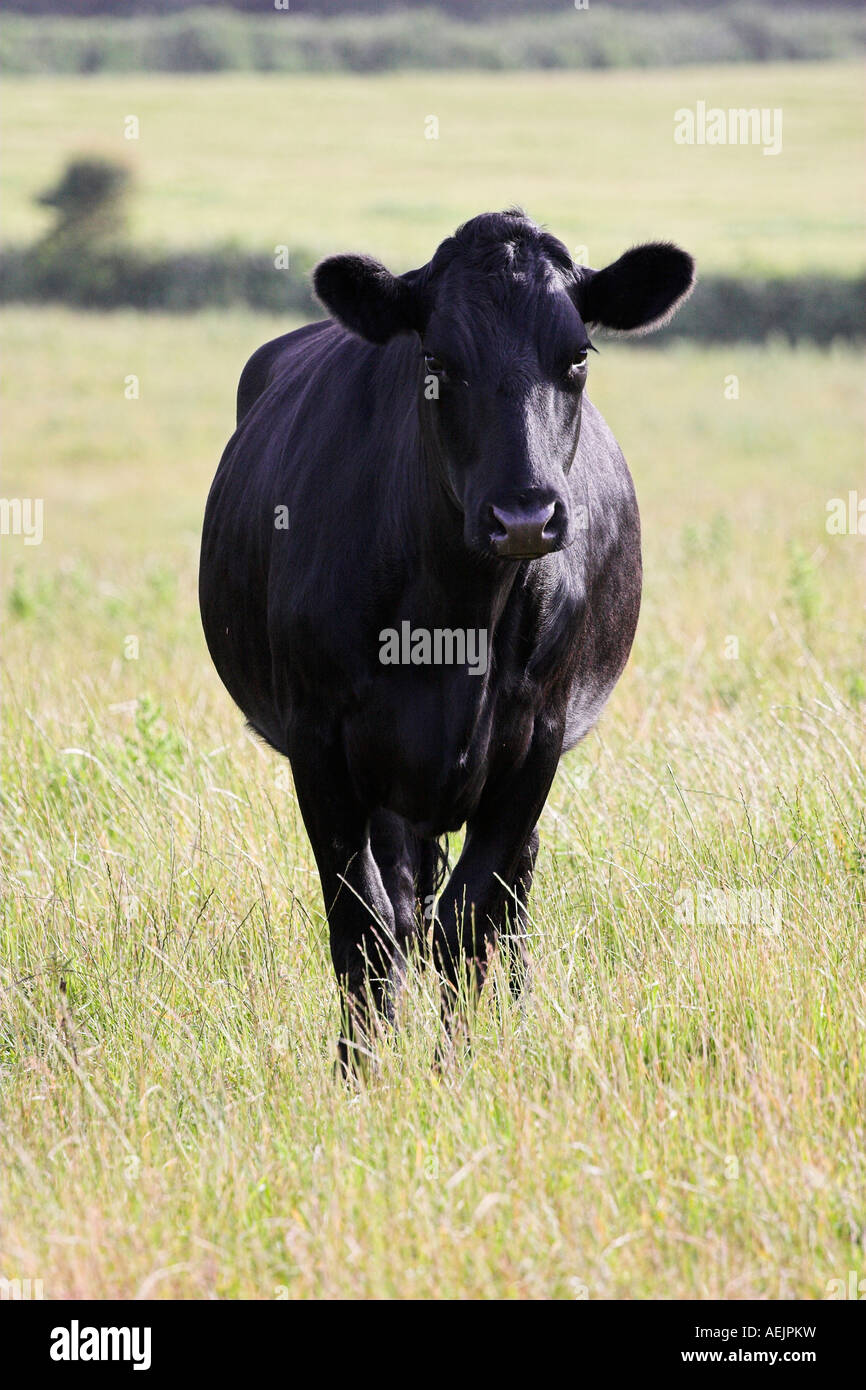 Young Cattle portrait Stock Photo - Alamy