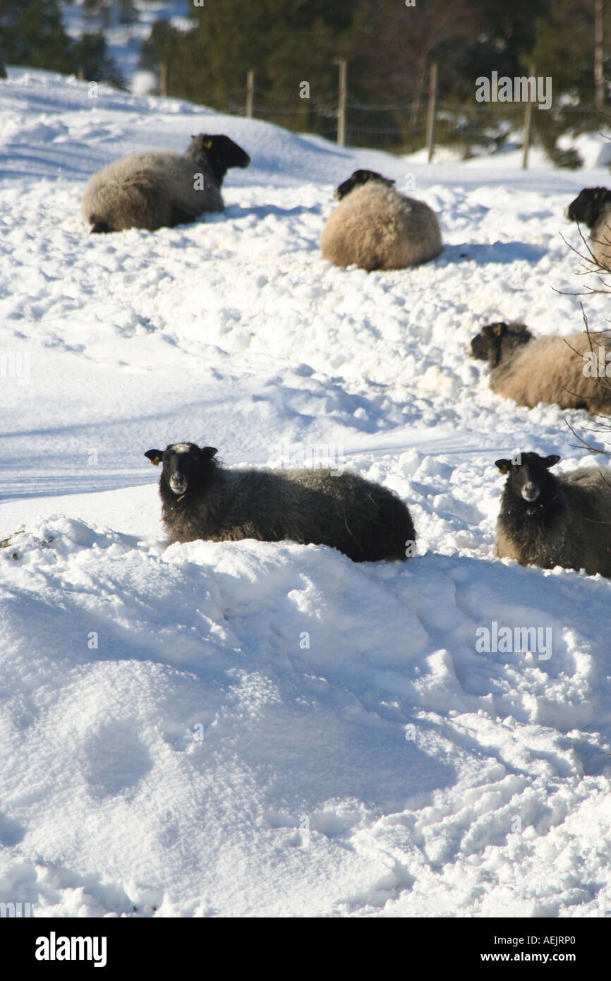Sheep lay snow hi-res stock photography and images - Alamy