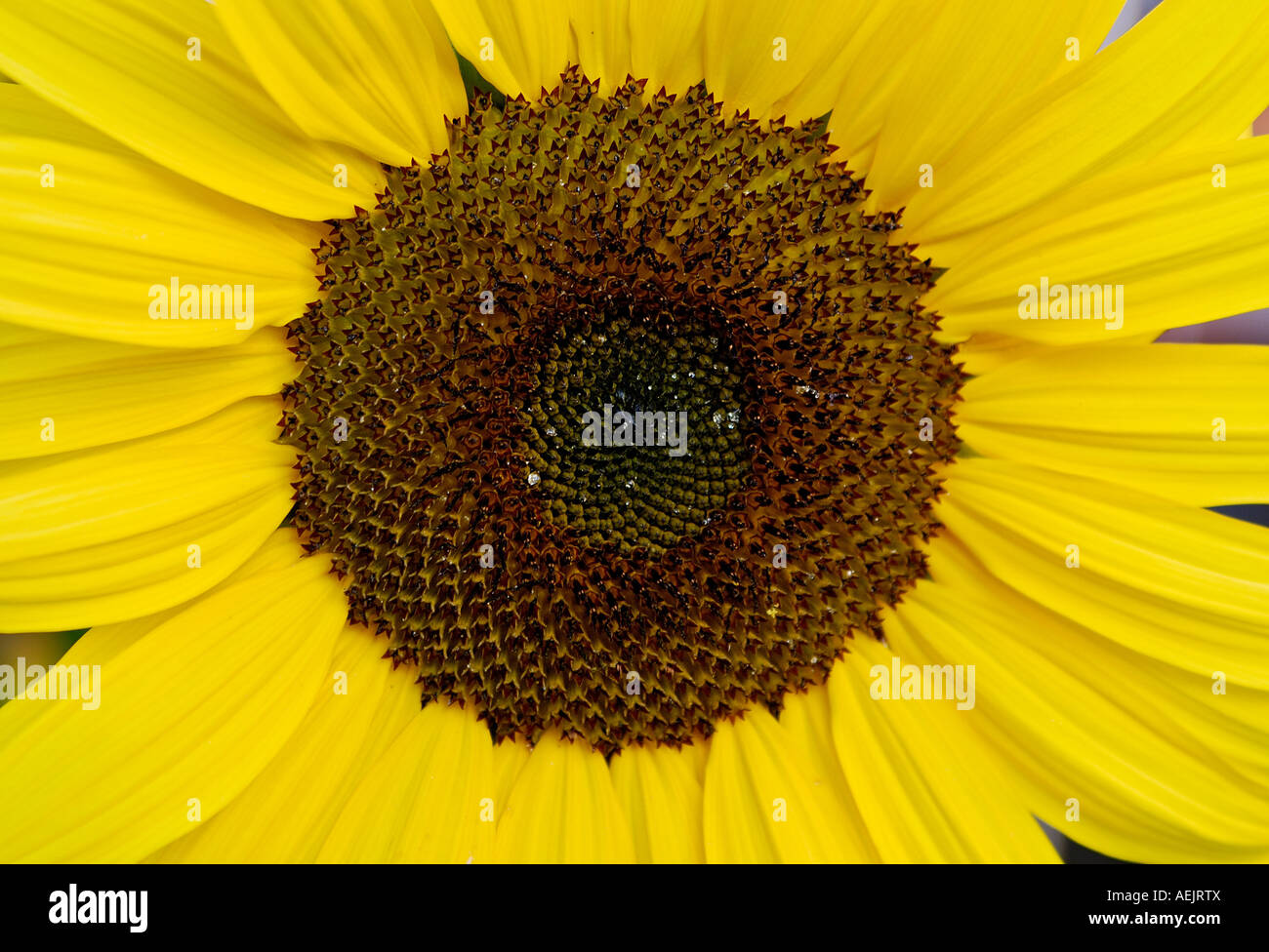 Sunflowerblossom ( detail ) Helianthus annuus Stock Photo - Alamy