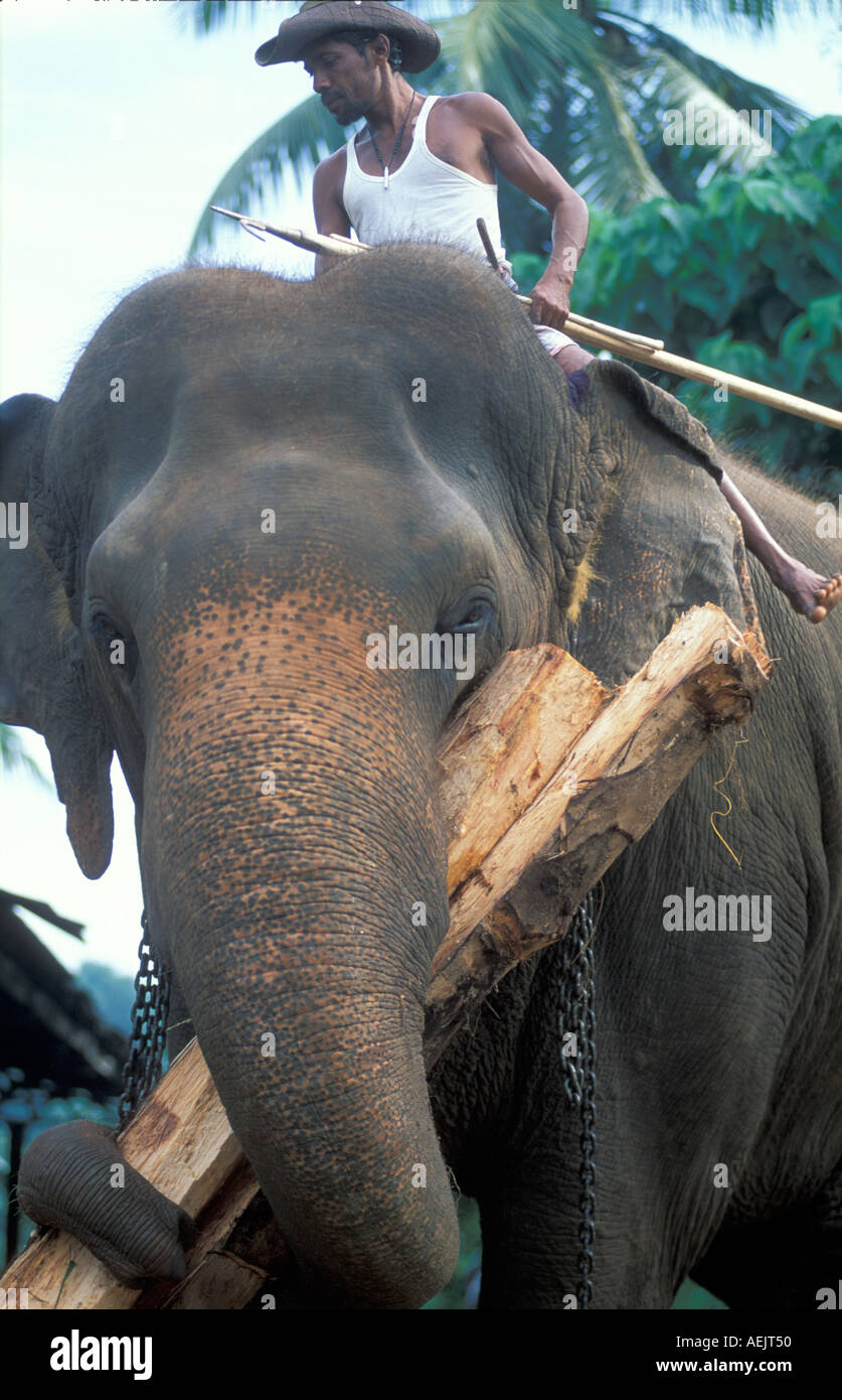 Elephants Pinnewala Elephant Orphanage Hill Country nr Kandy Sri Lanka ...