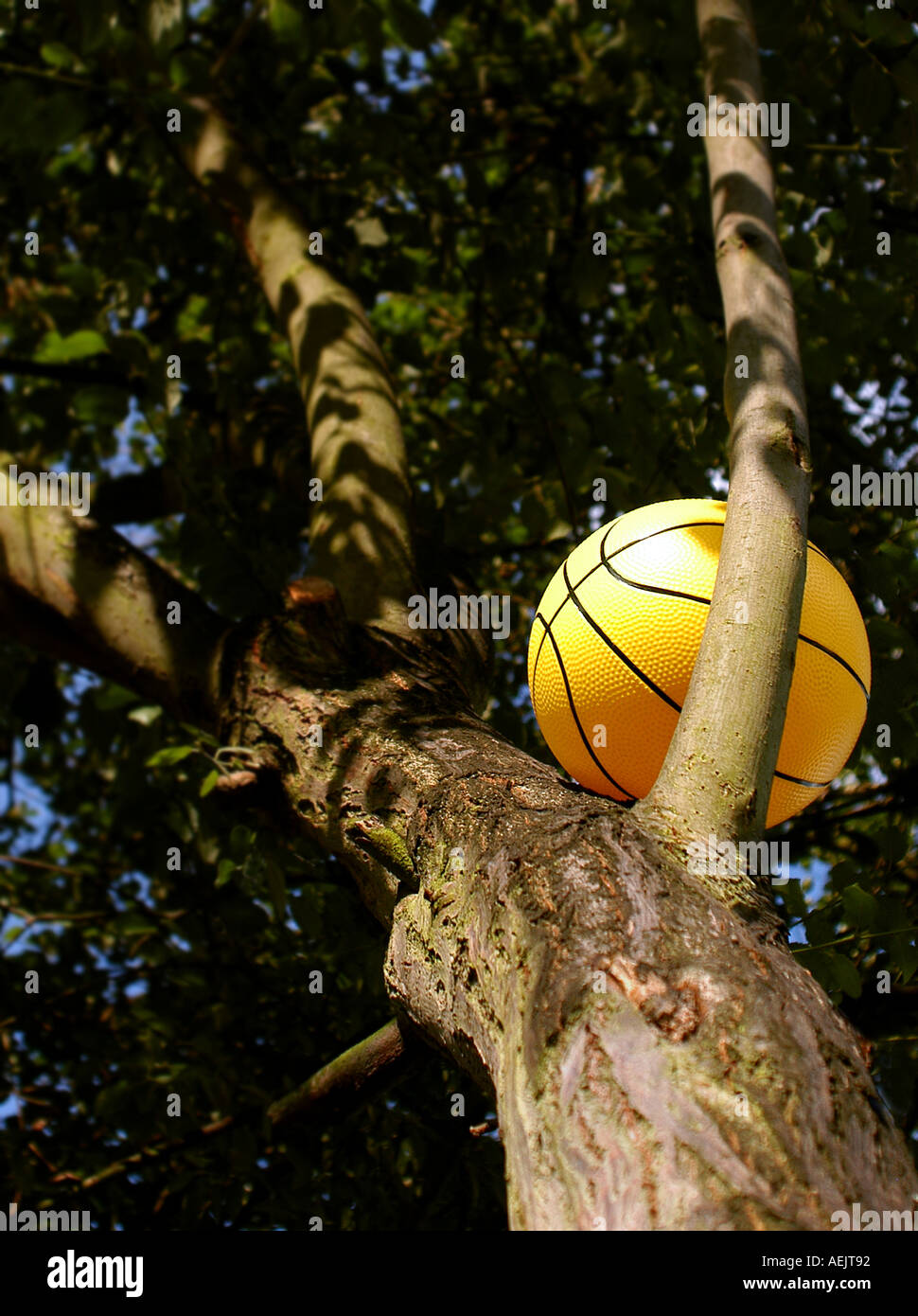Ball in tree. Picture by Patrick Steel patricksteel Stock Photo - Alamy