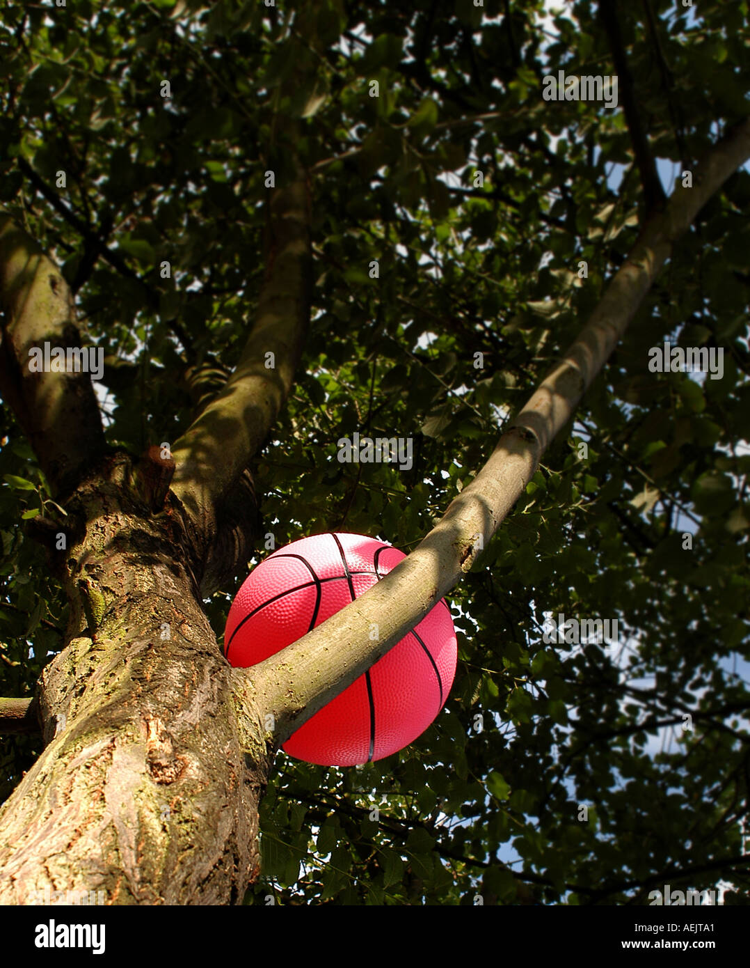Stuck up a tree hi-res stock photography and images - Alamy