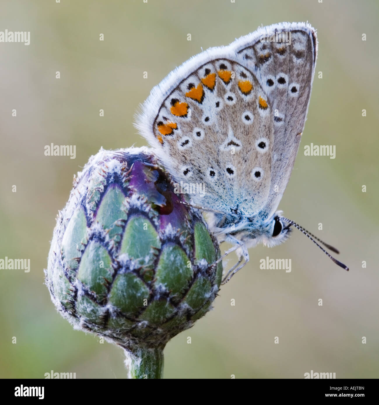 Common Blue (Polyommatus icarus Stock Photo - Alamy