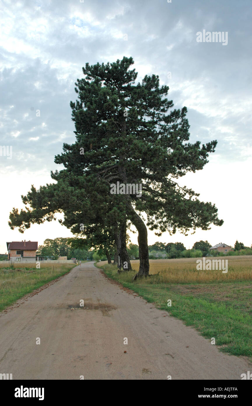 Austrian pine european black pine pinus nigra hi-res stock photography ...