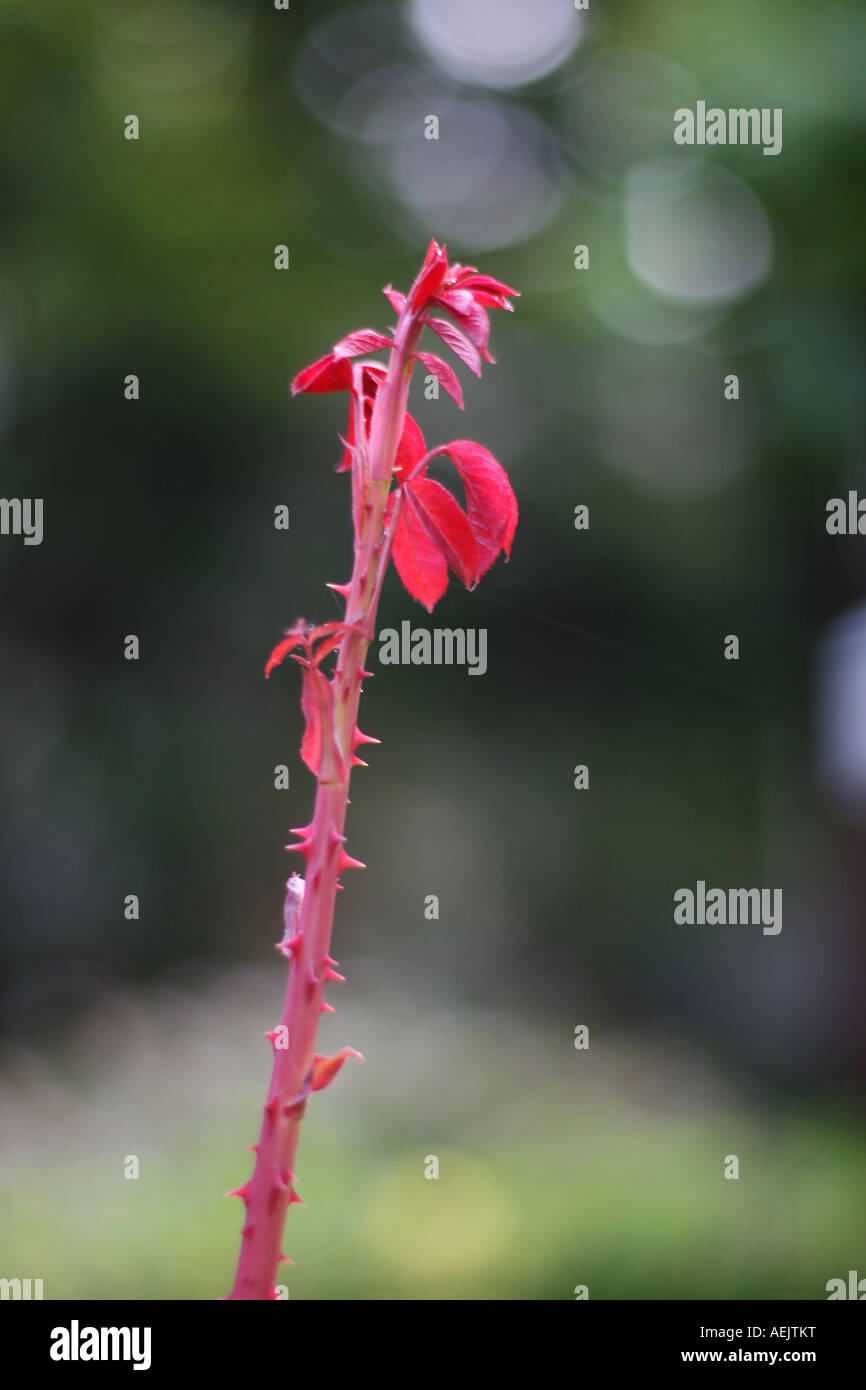 Street flowers in Brooklyn Stock Photo - Alamy