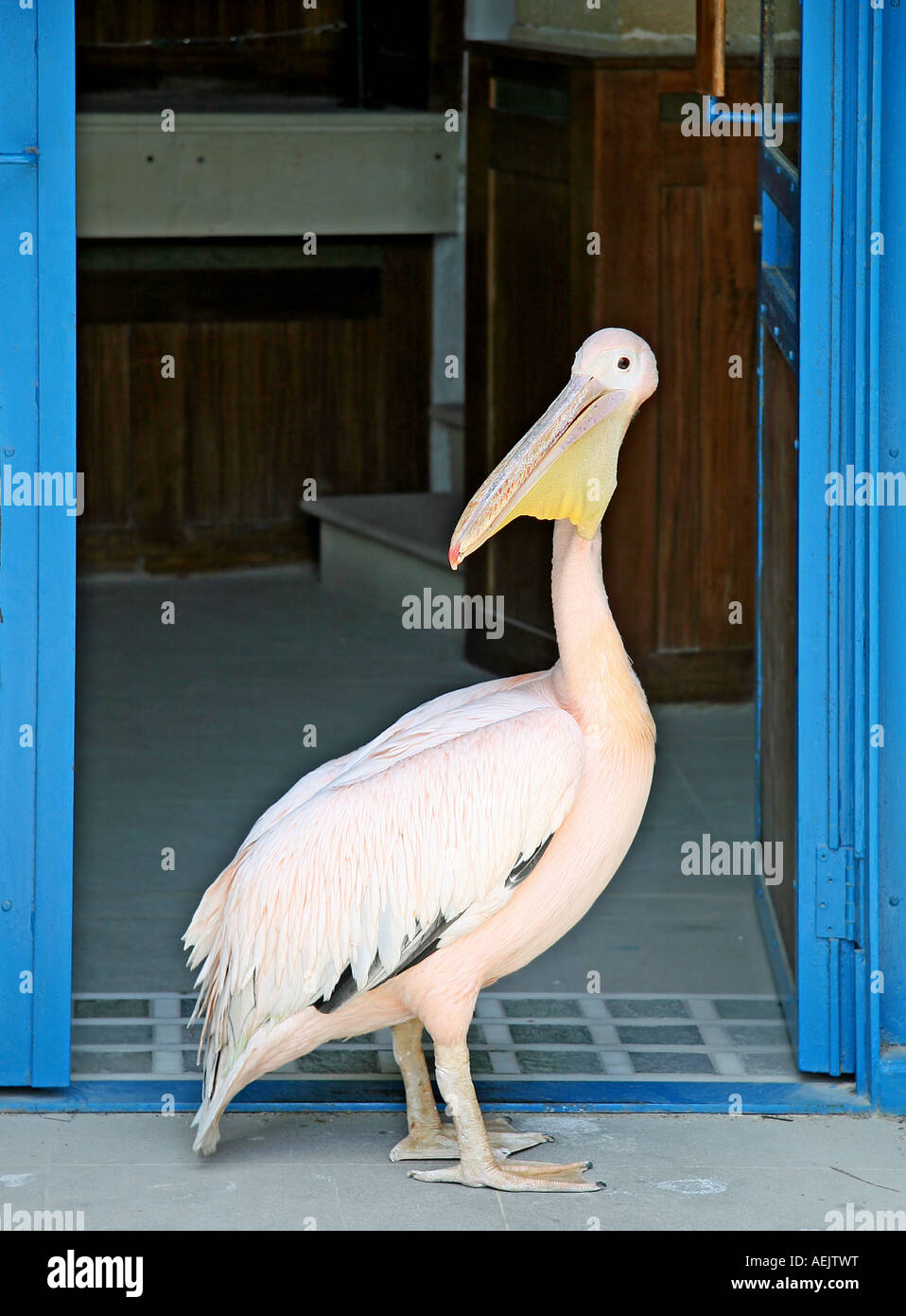 Pelicans in paphos hi-res stock photography and images - Alamy