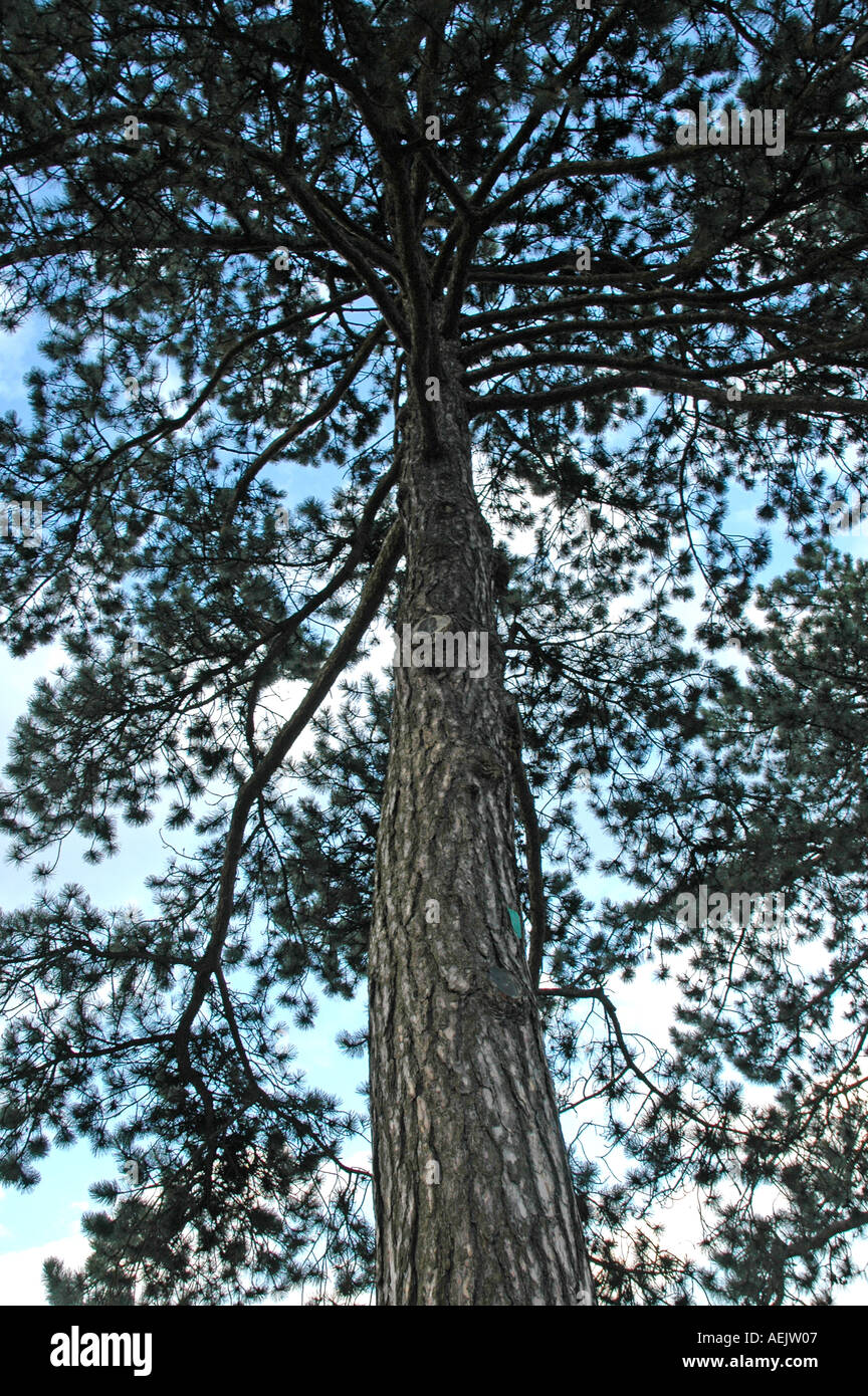 Austrian pine Pinus nigra European Black Pine Stock Photo - Alamy