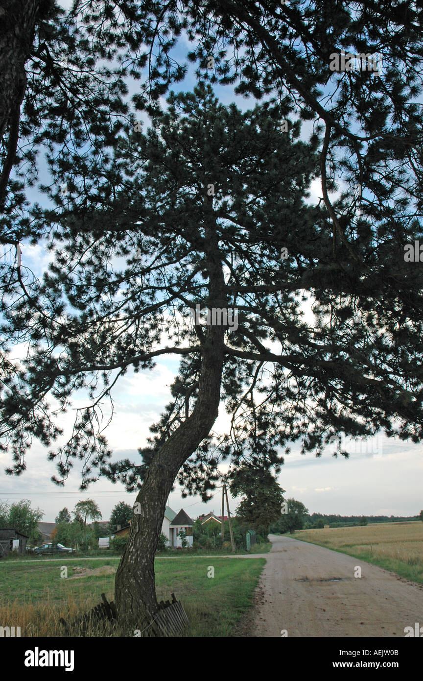 Branches austrian pine hi-res stock photography and images - Alamy