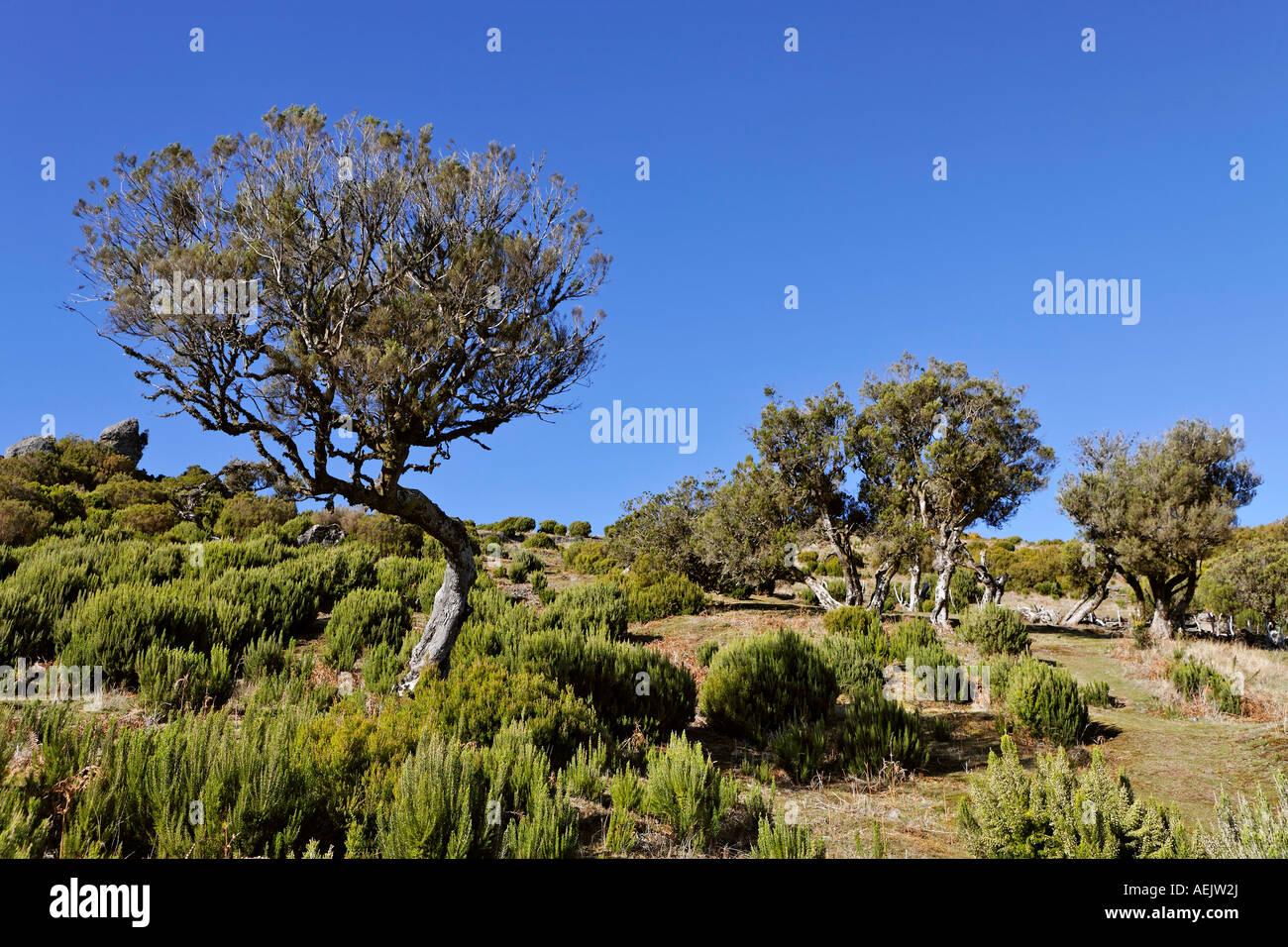 Tree heath (Erica arborea), of which Bruyere wood is obtained from ...