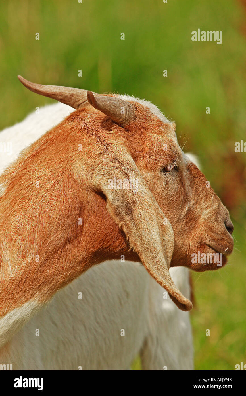 Domestic goat (Capra hircus Stock Photo - Alamy