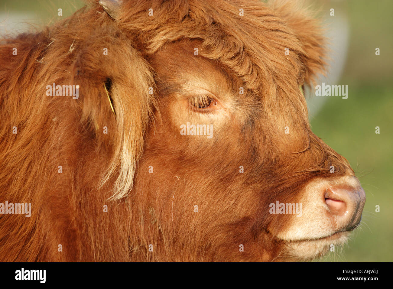 Highland wild life hi-res stock photography and images - Alamy