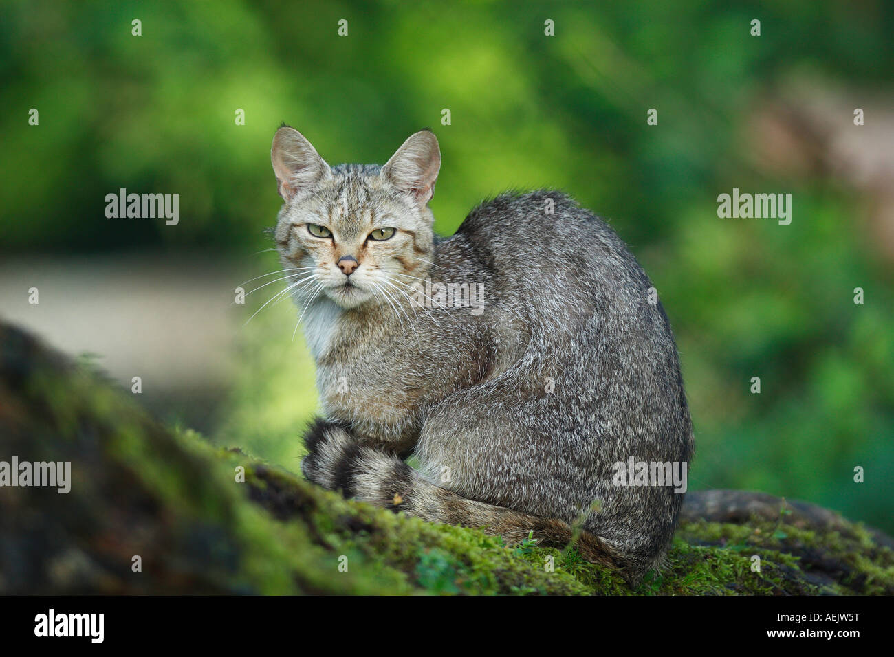 Wildcat (Felis silvestris Stock Photo - Alamy