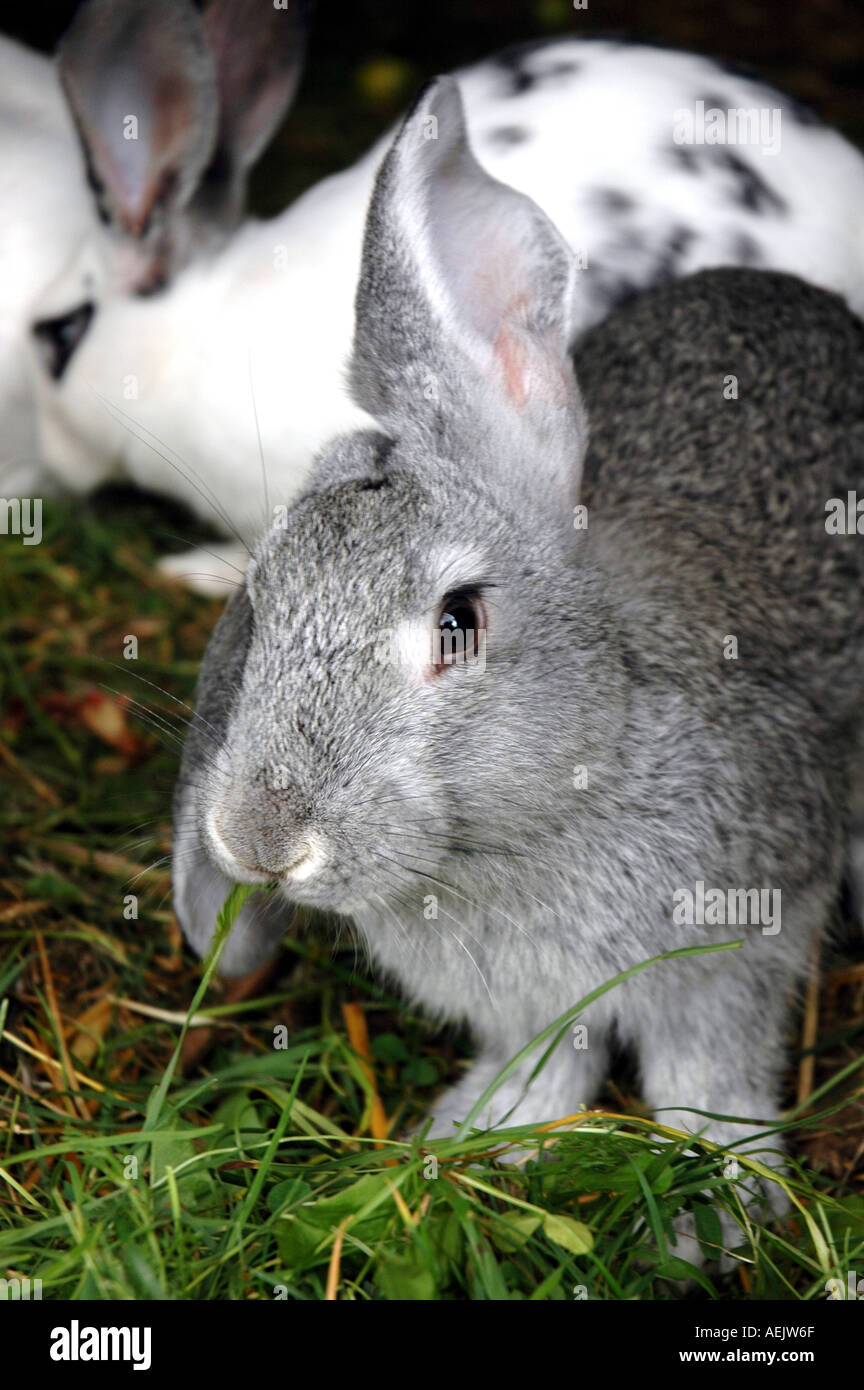 Ashy grey hi-res stock photography and images - Alamy