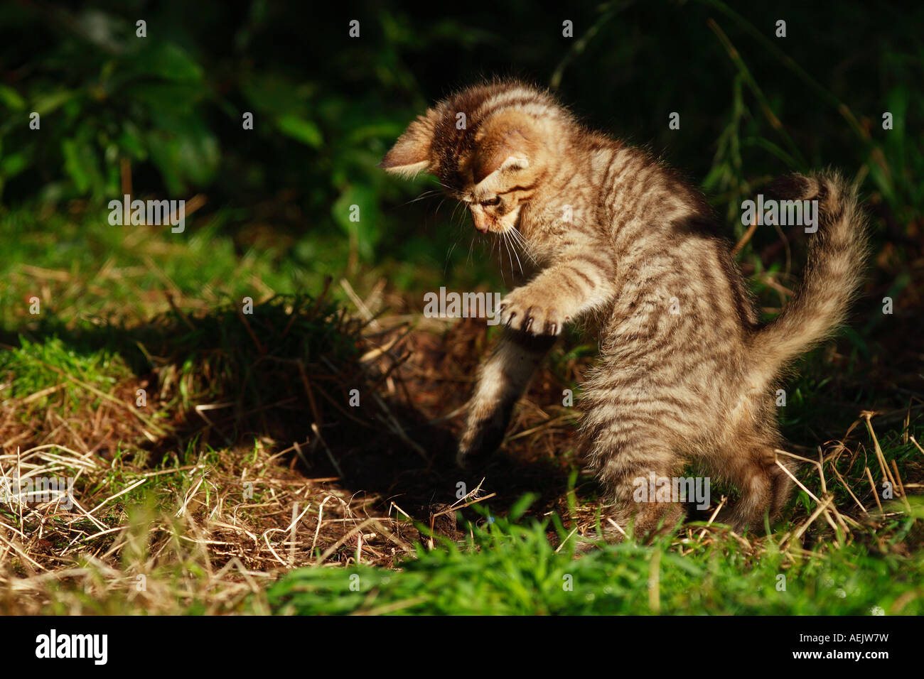 Fighting wildcats felis silvestris wild hi-res stock photography and ...