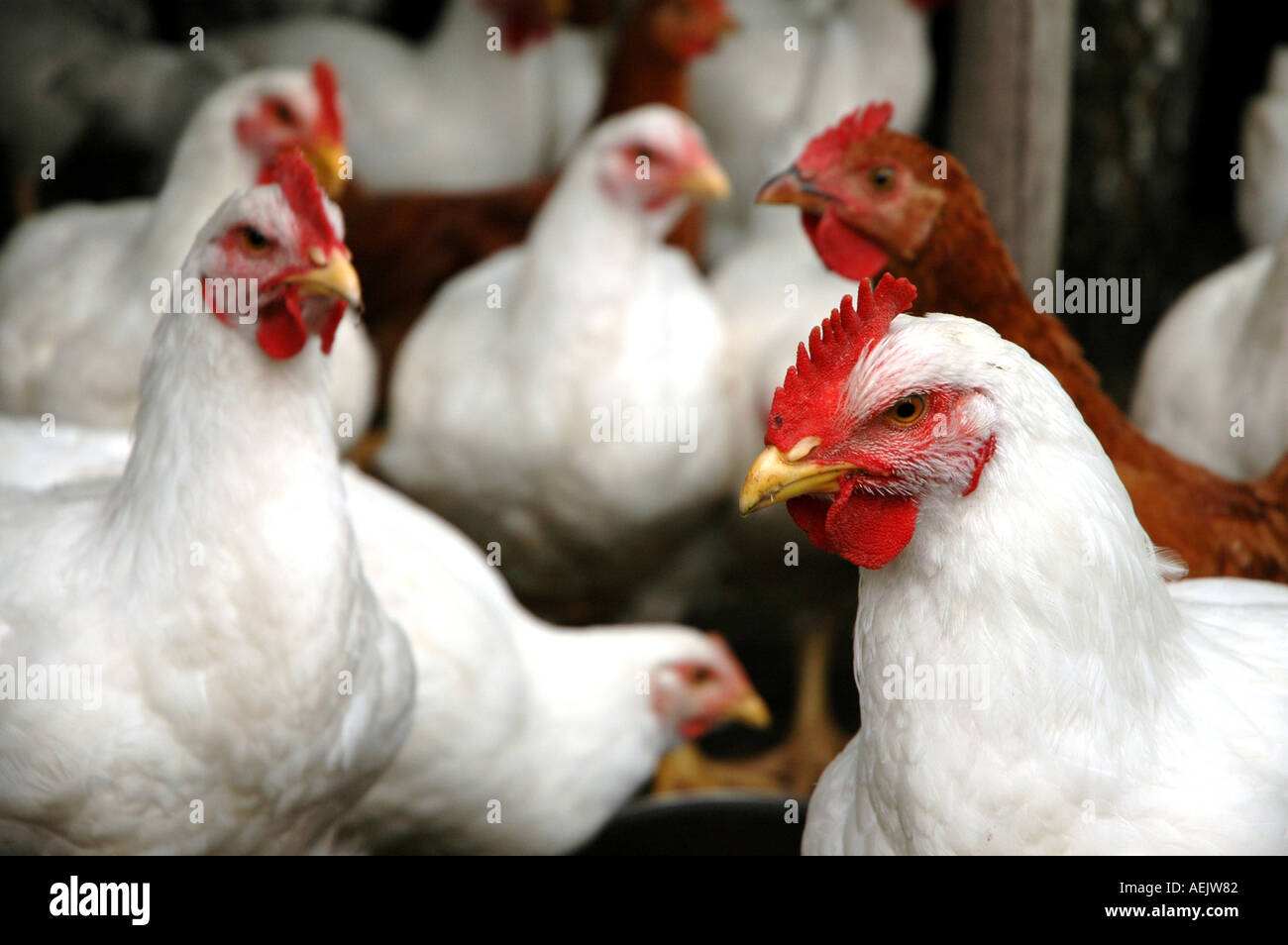 White polish chicken hi-res stock photography and images - Alamy