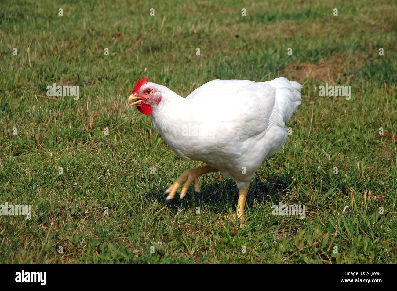 White polish chicken hi-res stock photography and images - Alamy
