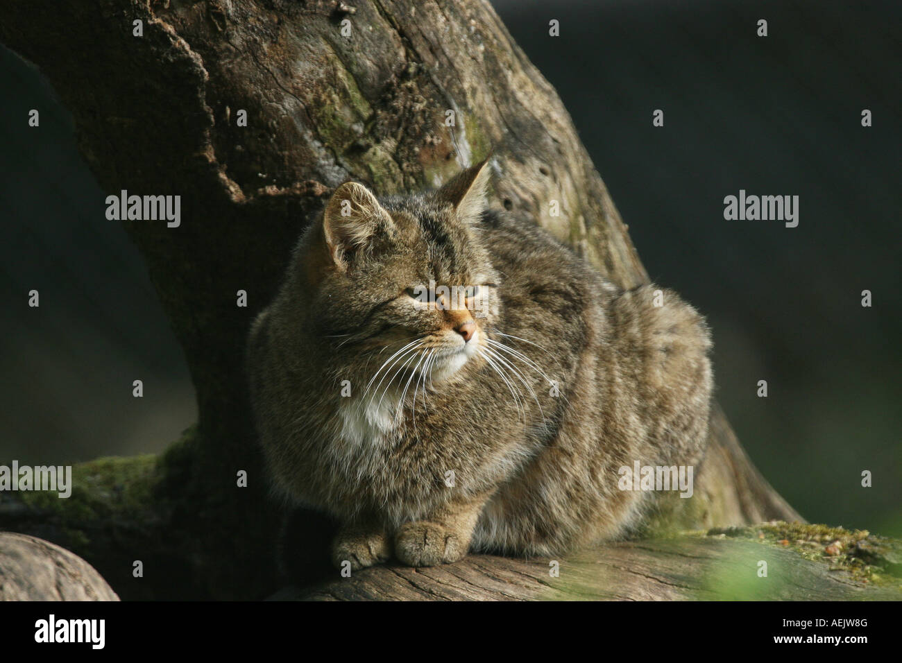 Wild cats hi-res stock photography and images - Alamy