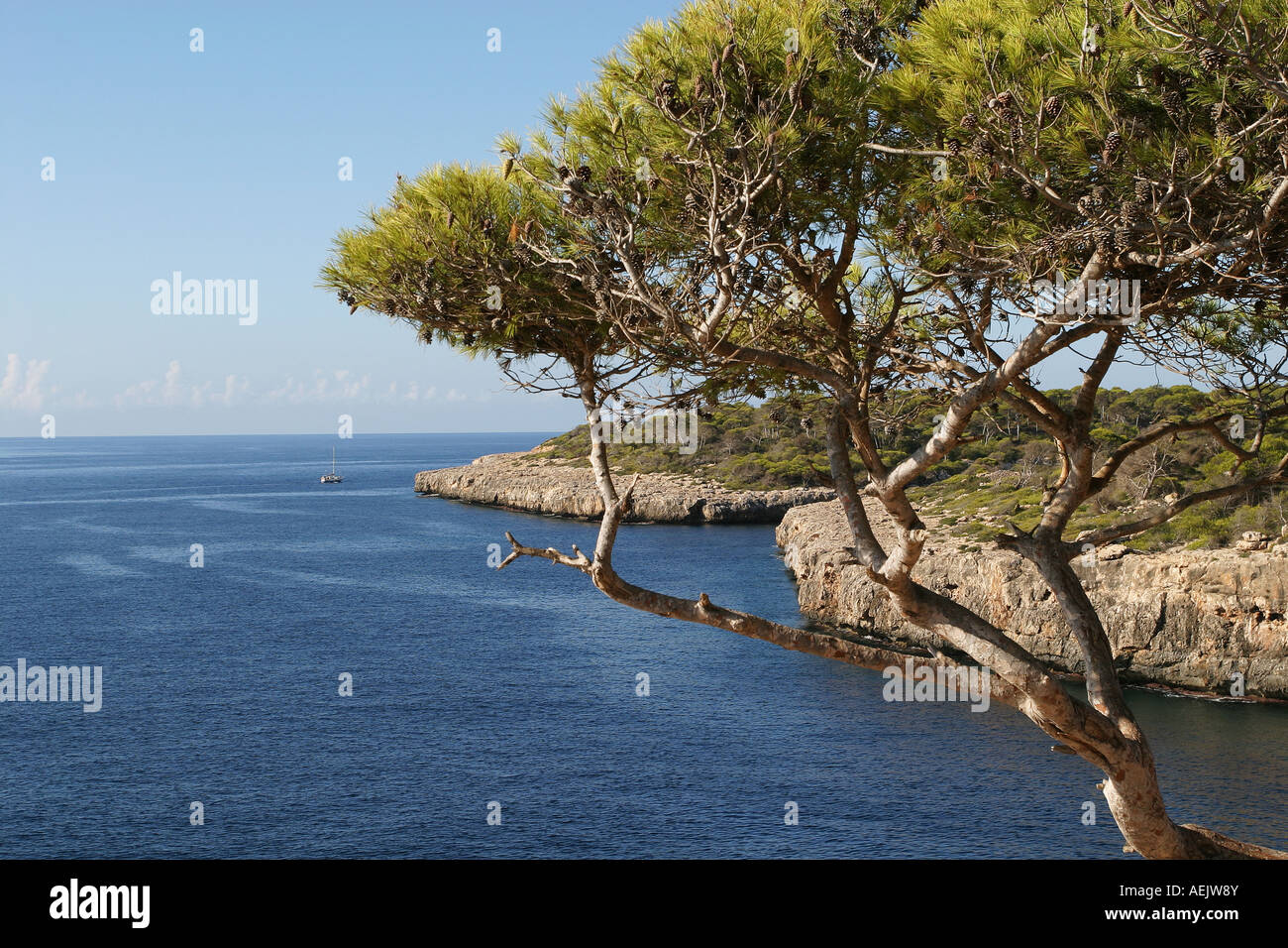 Baum pinienbaum mallorca spanien hi-res stock photography and images ...