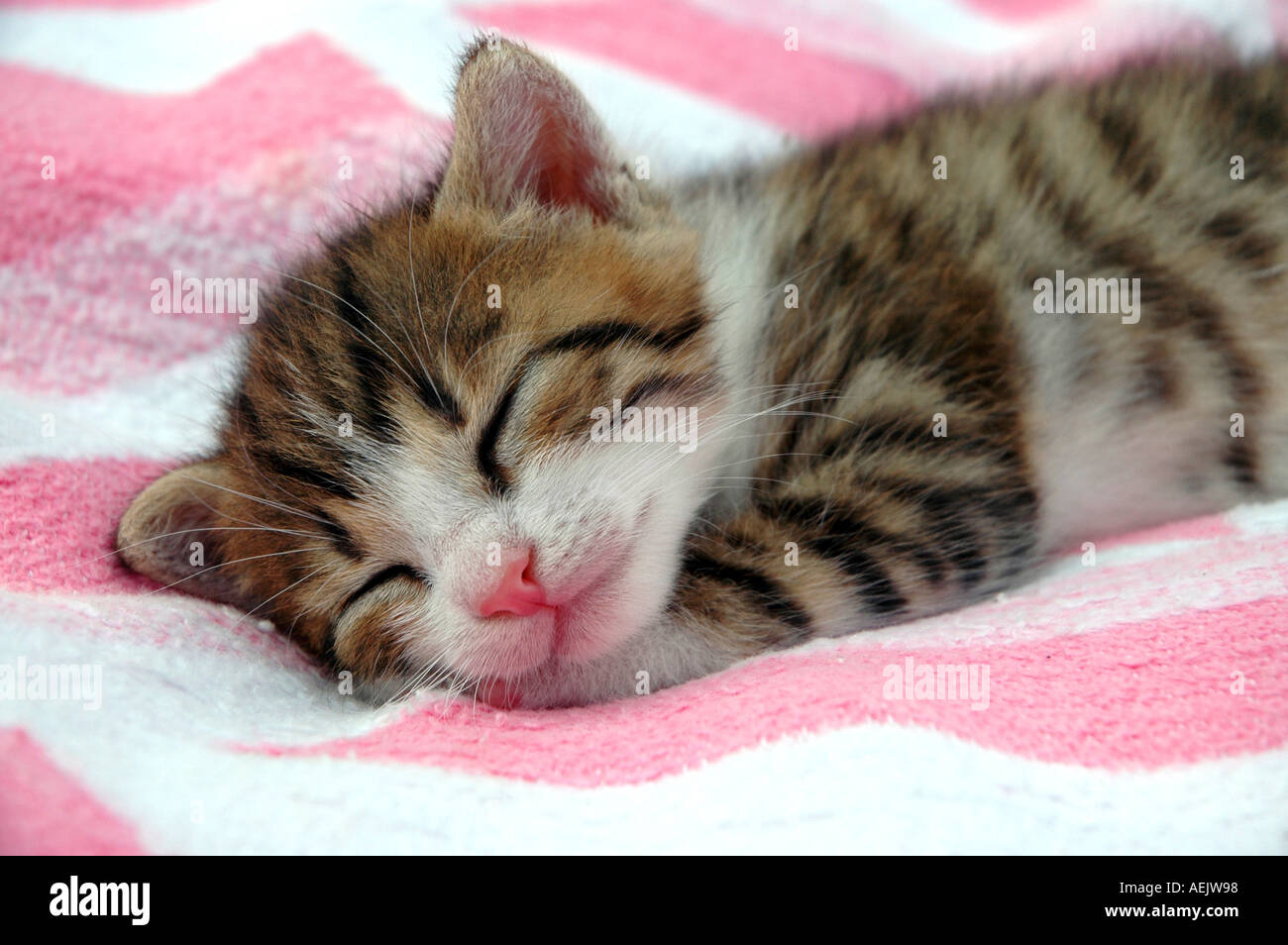 sweet little kitten Stock Photo - Alamy