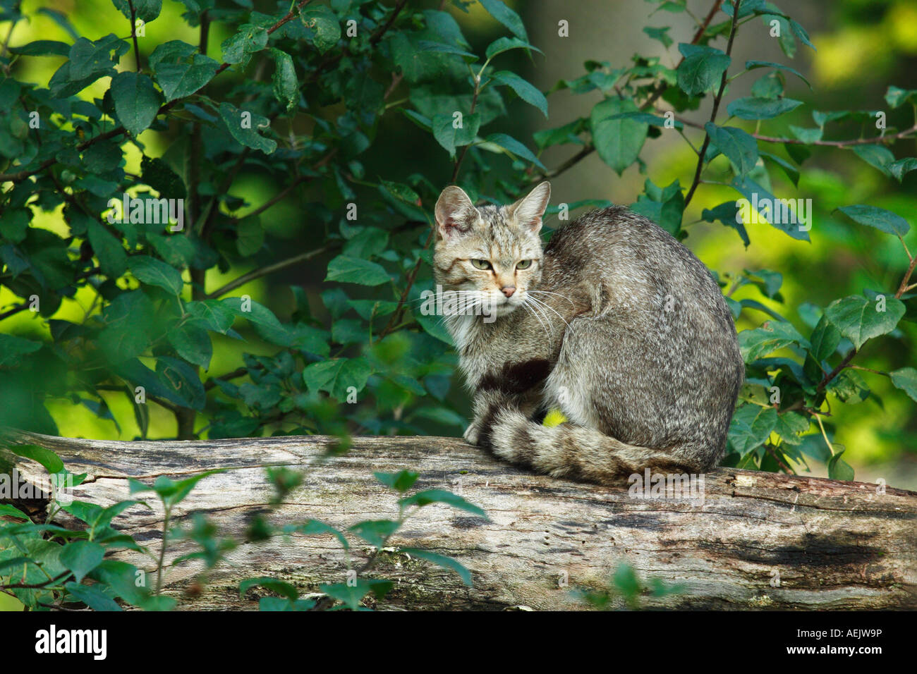 Wildes tierfoto hi-res stock photography and images - Alamy