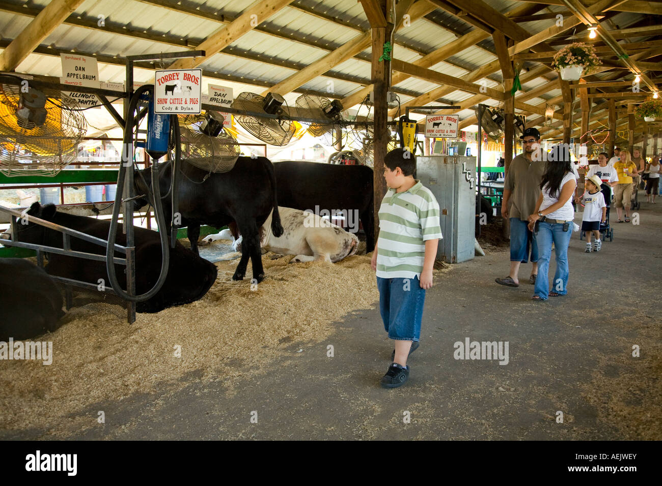 ILLINOIS Grayslake Visitors stroll through cattle barn at Lake County ...
