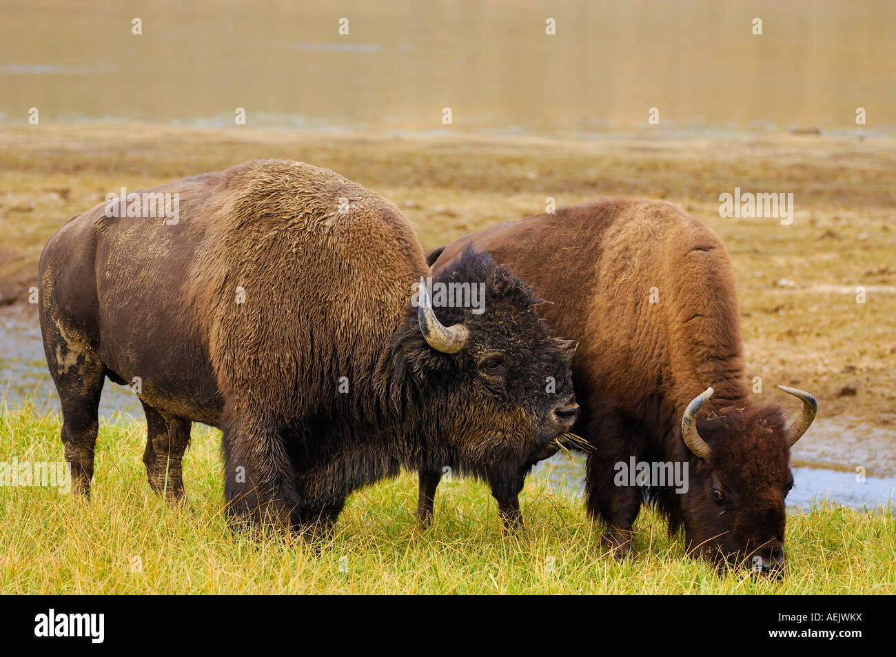 Buffalos, Yellowstone National Park, Wyoming, USA, United States of ...