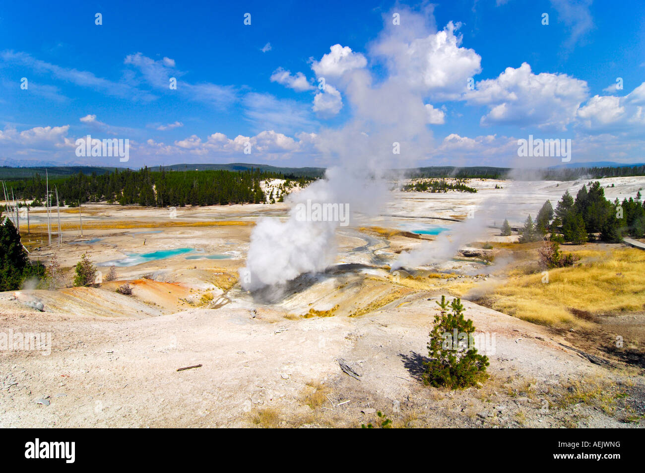 Steaming geysers, Norris Geyser Basin, Yellowstone National Park ...