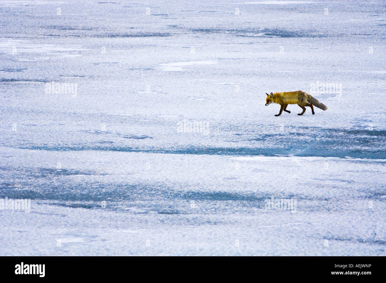 Fuchs alopex hi-res stock photography and images - Alamy