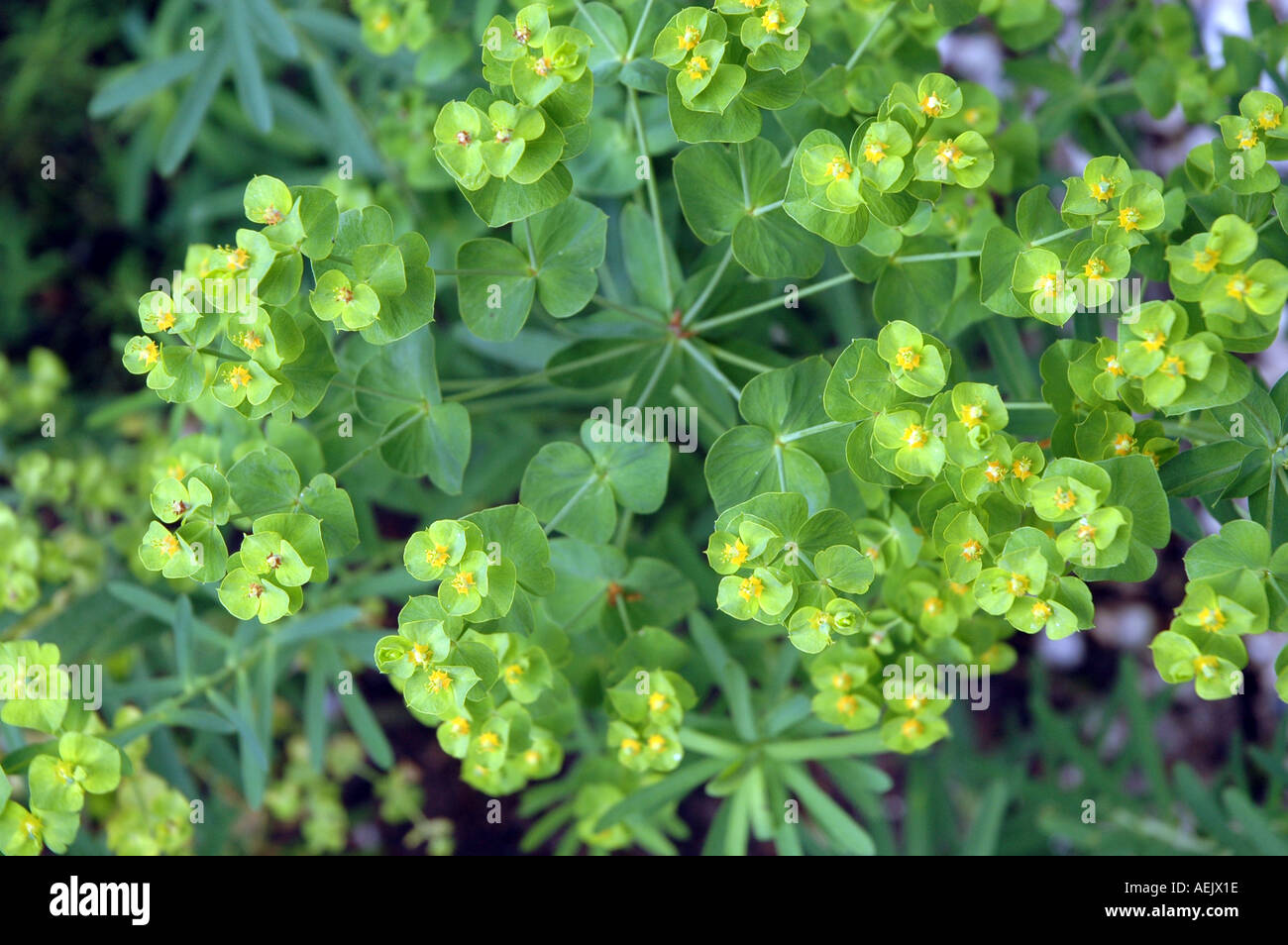 Leafy spurge hi-res stock photography and images - Alamy