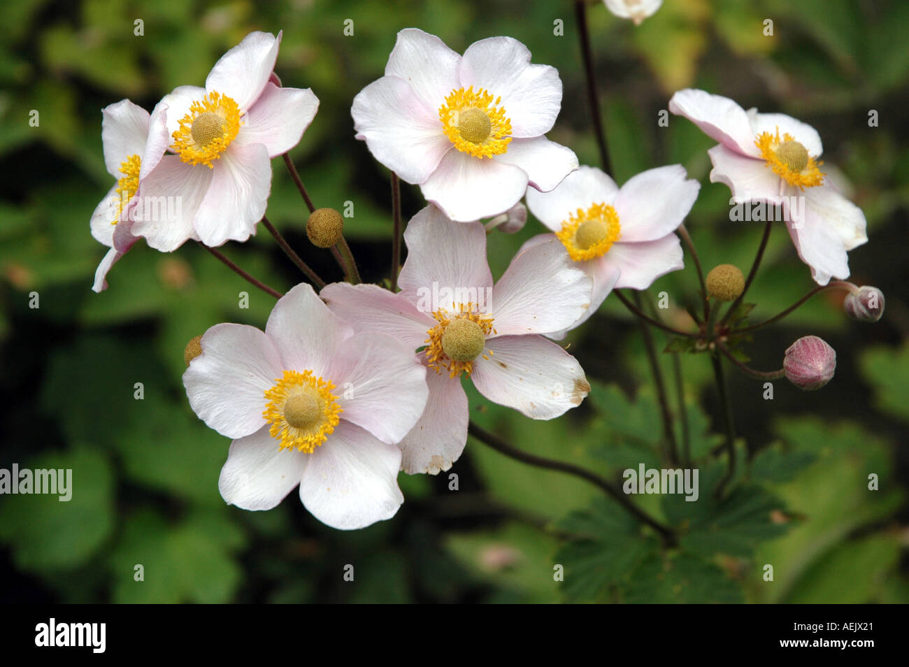 Japanese anemone leaves hi-res stock photography and images - Alamy