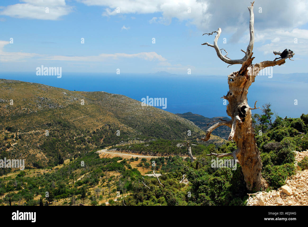 Dead tree, hill landscape, Kefalonia, Ionian Islands, Greece Stock ...