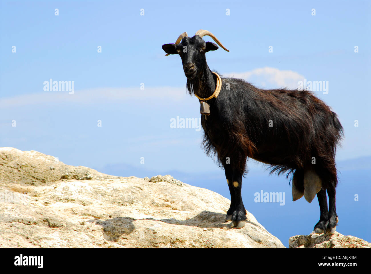 Black goat hi-res stock photography and images - Alamy