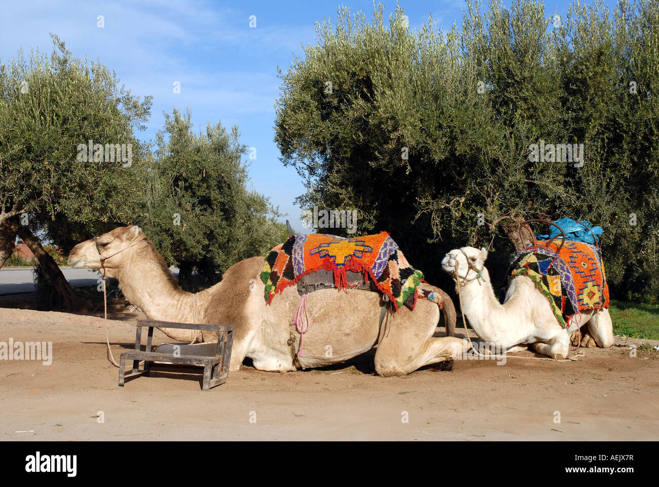 Dromedary Camels (Camelus dromedarius), Marrakesh, Morocco, Africa ...