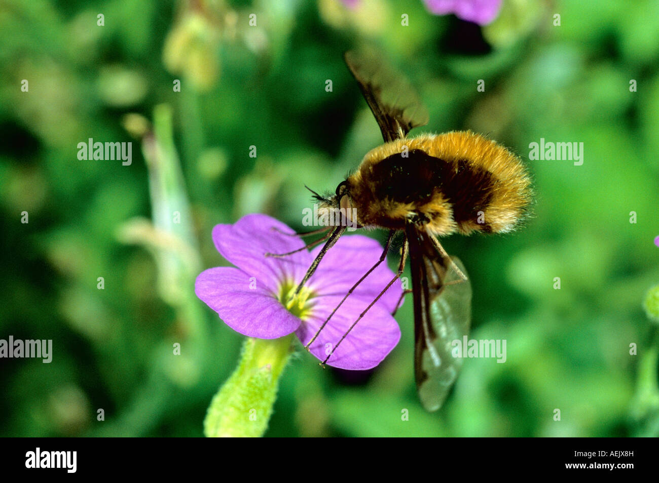 Bee fly (Bombylius major Stock Photo - Alamy