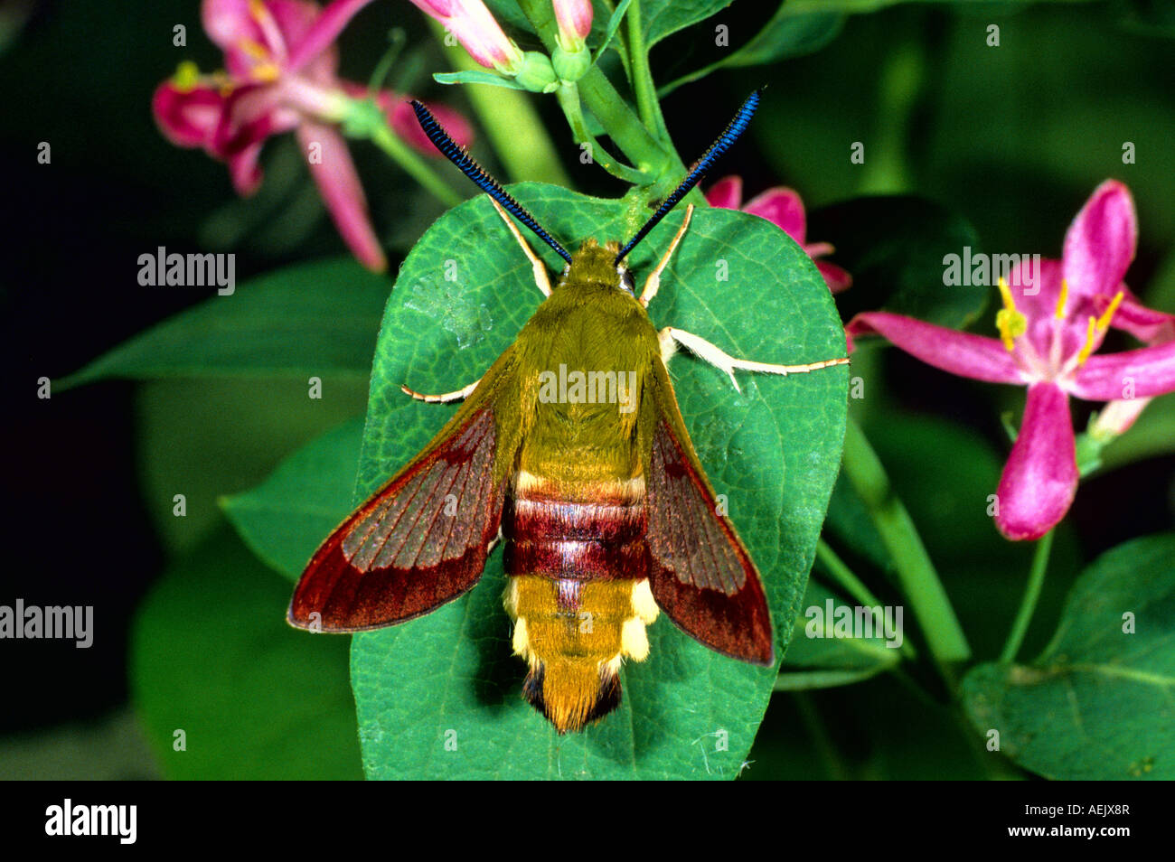 Hummingbird Moth (Hemaris fuciformis Stock Photo - Alamy