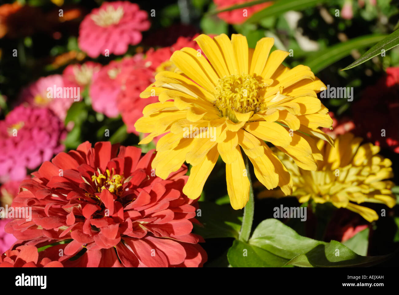 Colourful flowers of Cinia flowers Stock Photo - Alamy