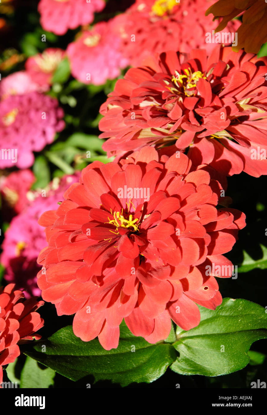 Colourful flowers of Cinia flowers Stock Photo - Alamy