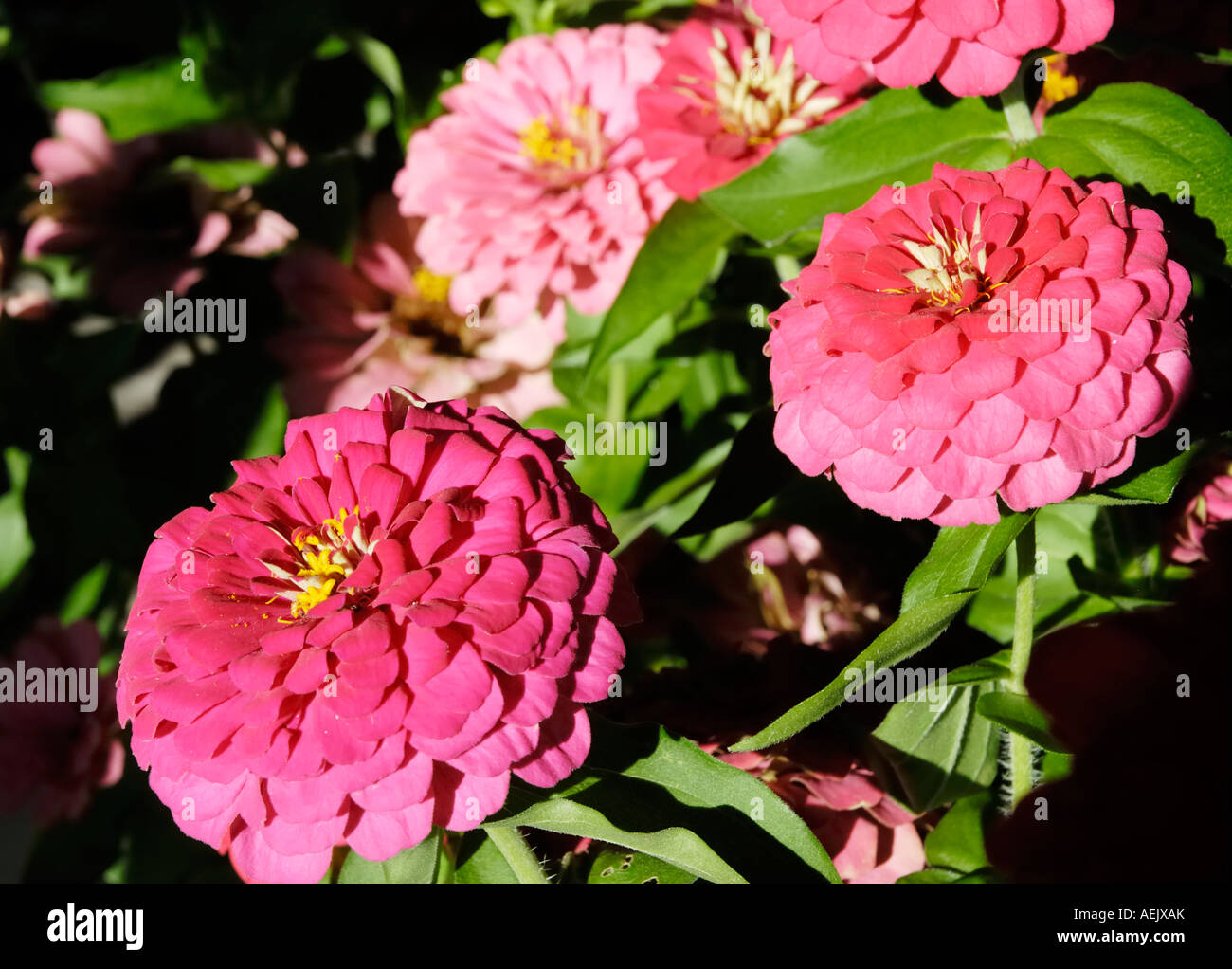 Colourful flowers of Cinia flowers Stock Photo - Alamy